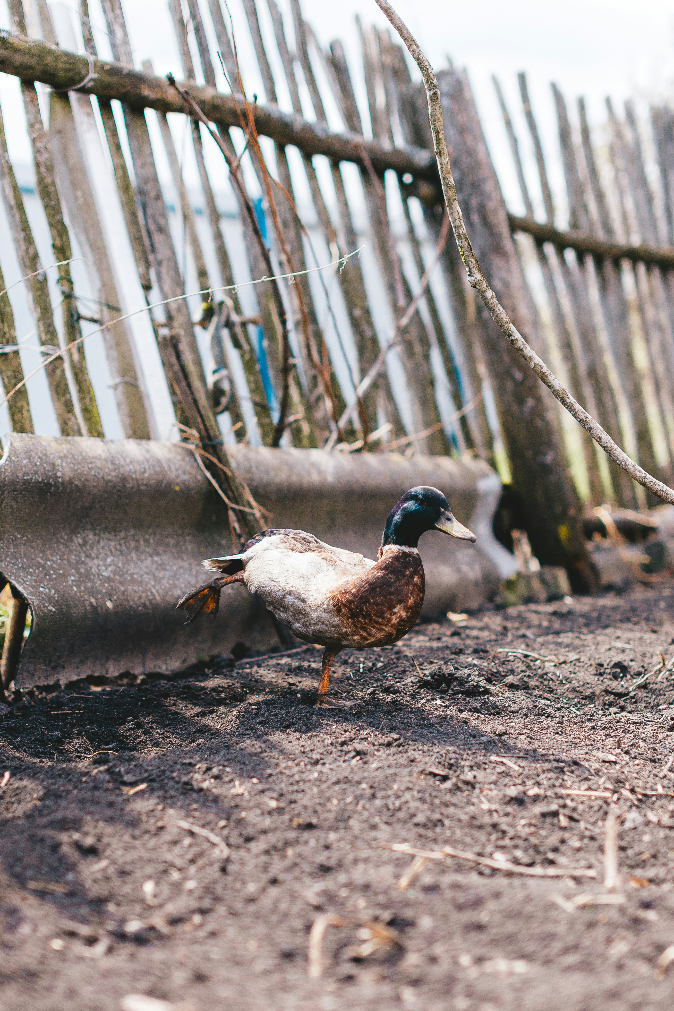 Mallard on Mud: A Quiet Farmyard Moment by the Fence