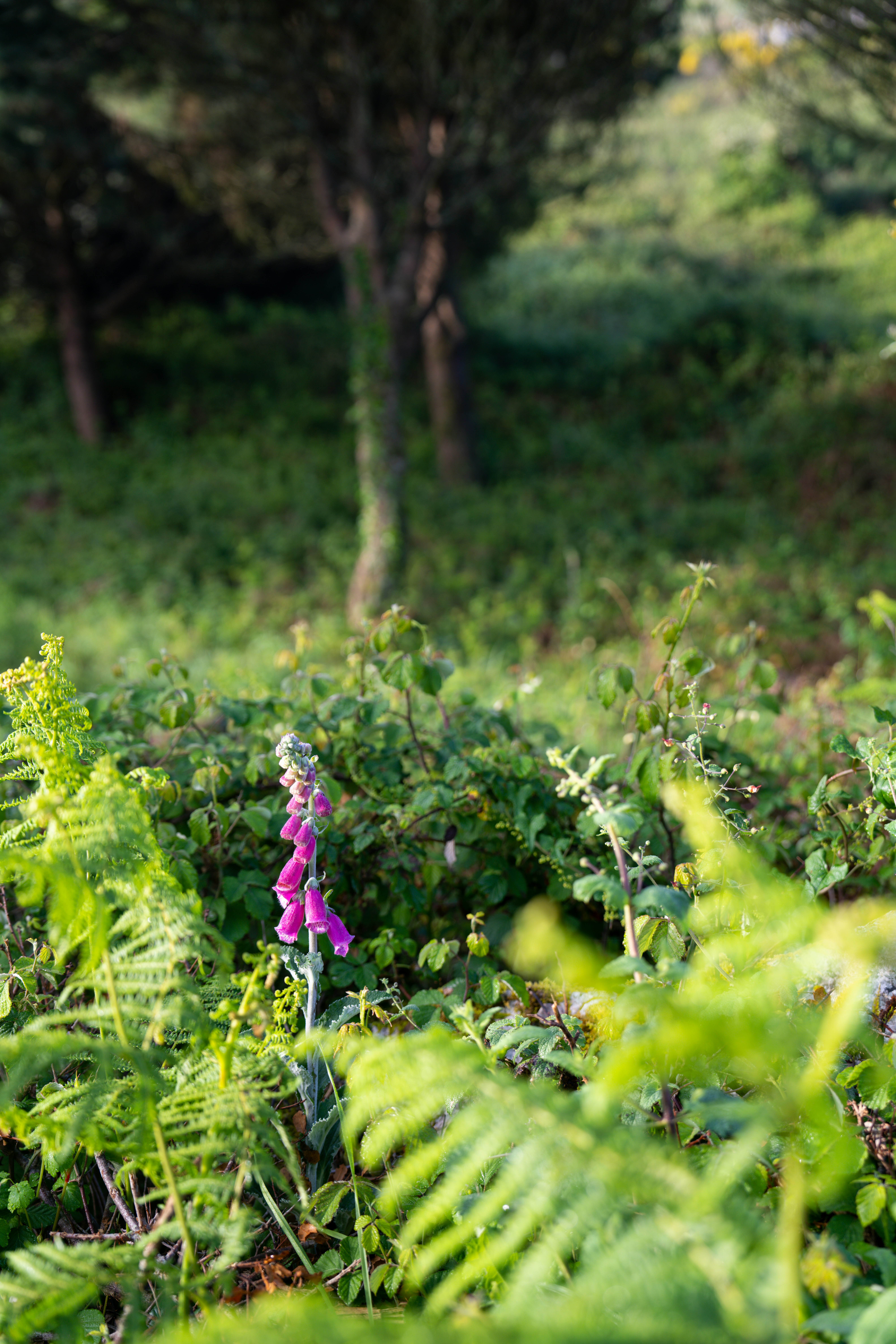 Purple Foxglove Rising Through a Fern-Dotted Forest Floor