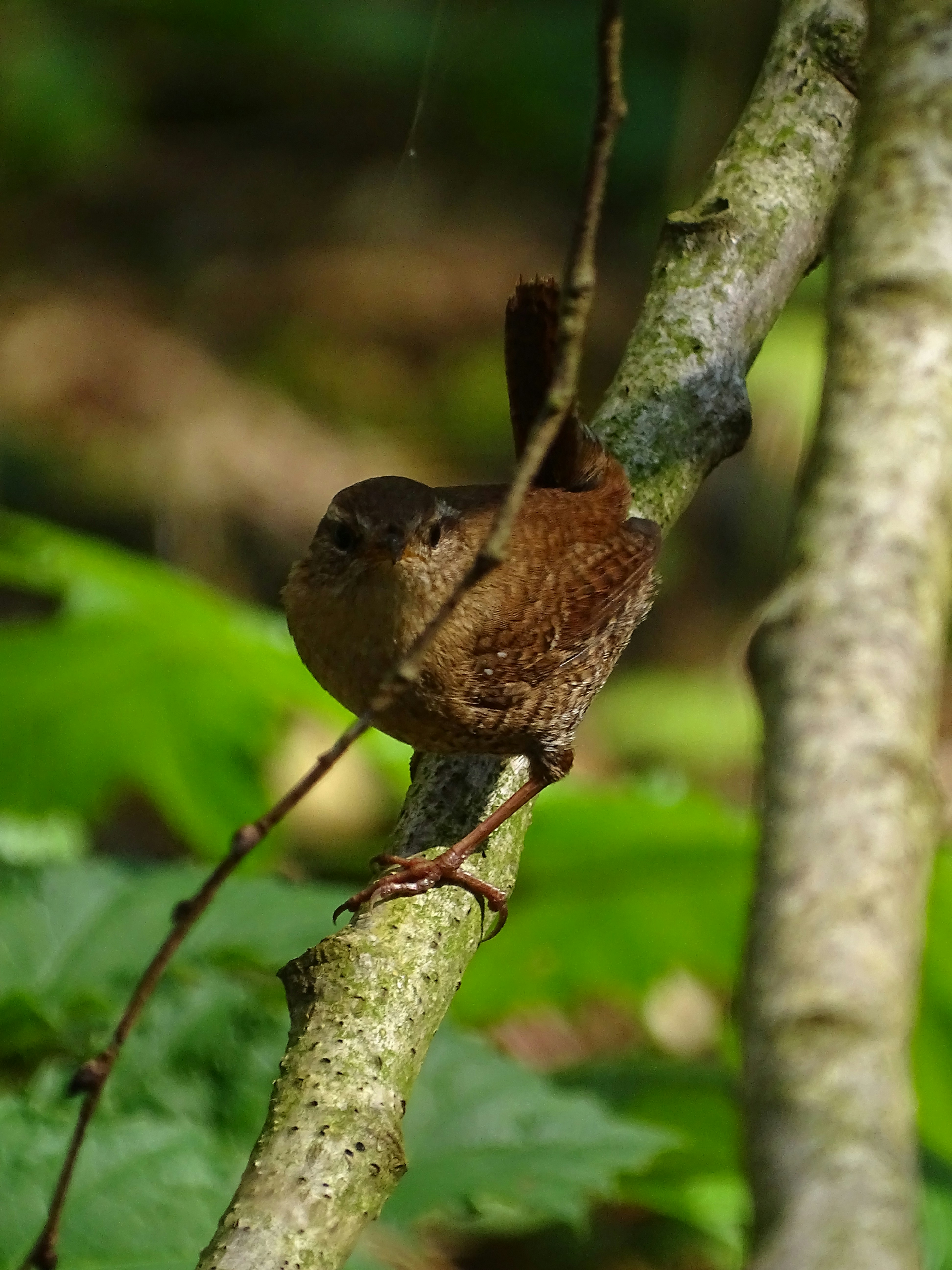 Photo by Aldo Houtkamp with Sony Cyber-shot HX400V