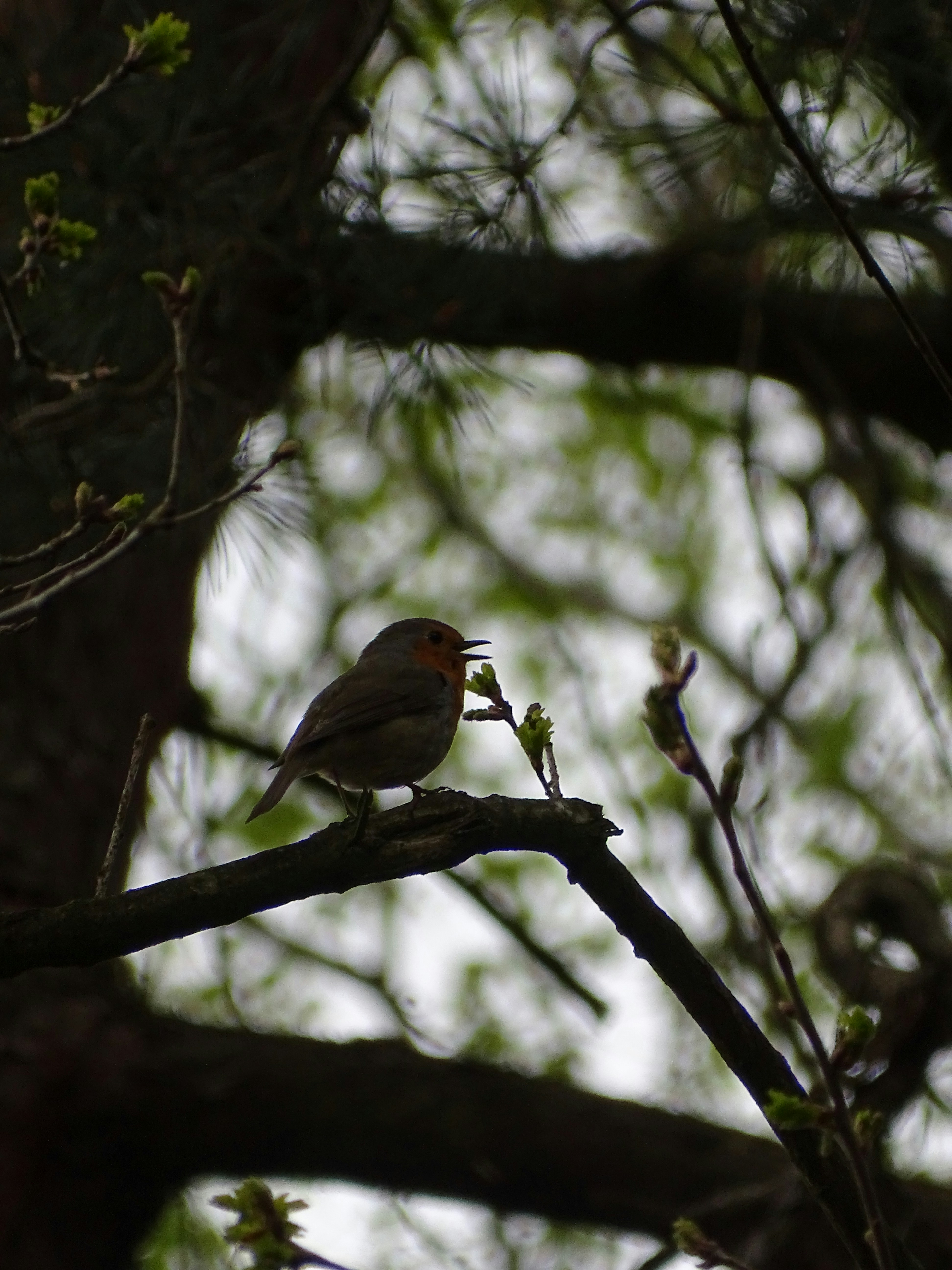 Echo of a Robin: a Quiet Moment in Shadowed Pines