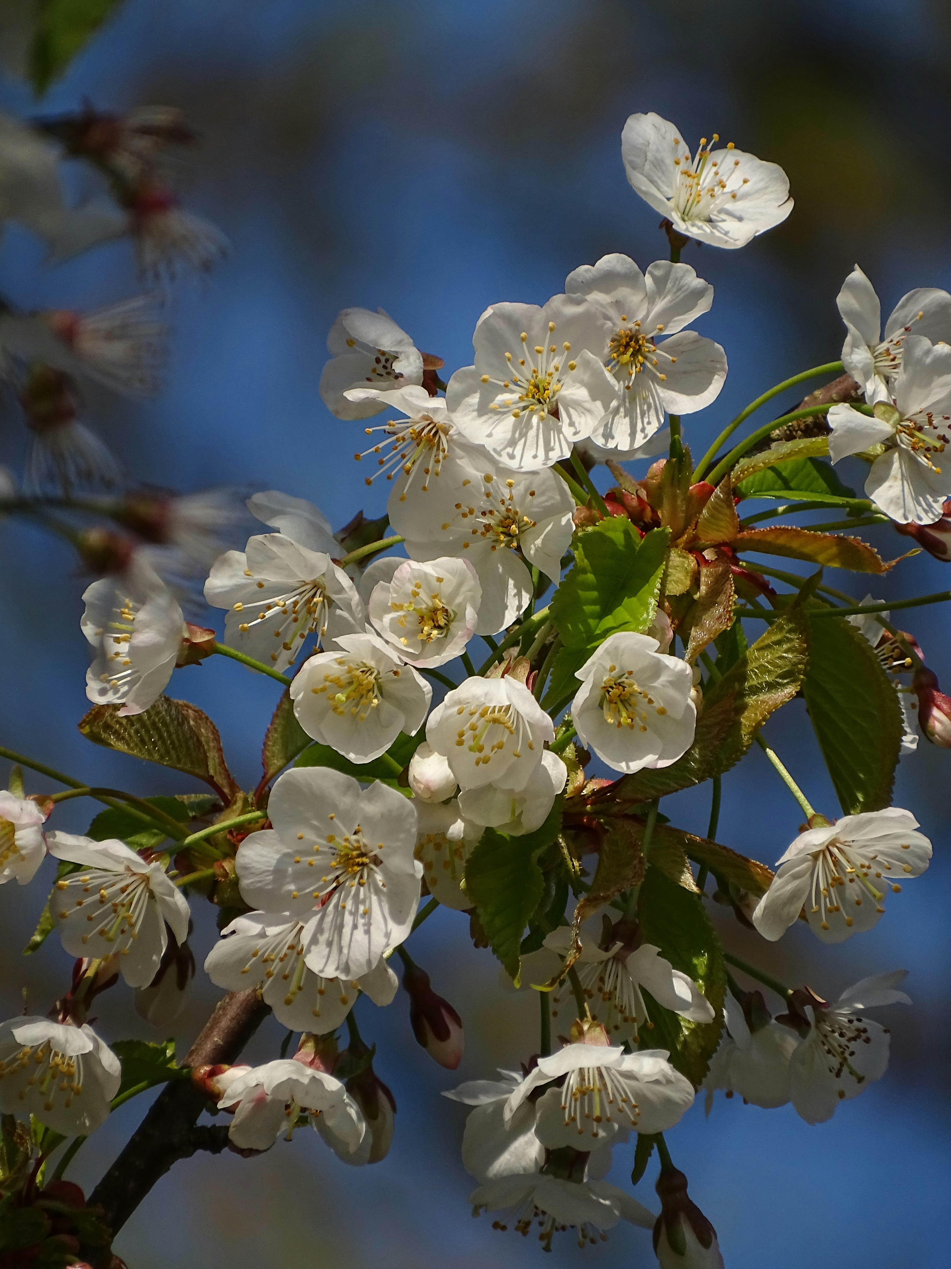 Snow-White Cherry Blossoms Reaching Toward a Bright Spring Sky
