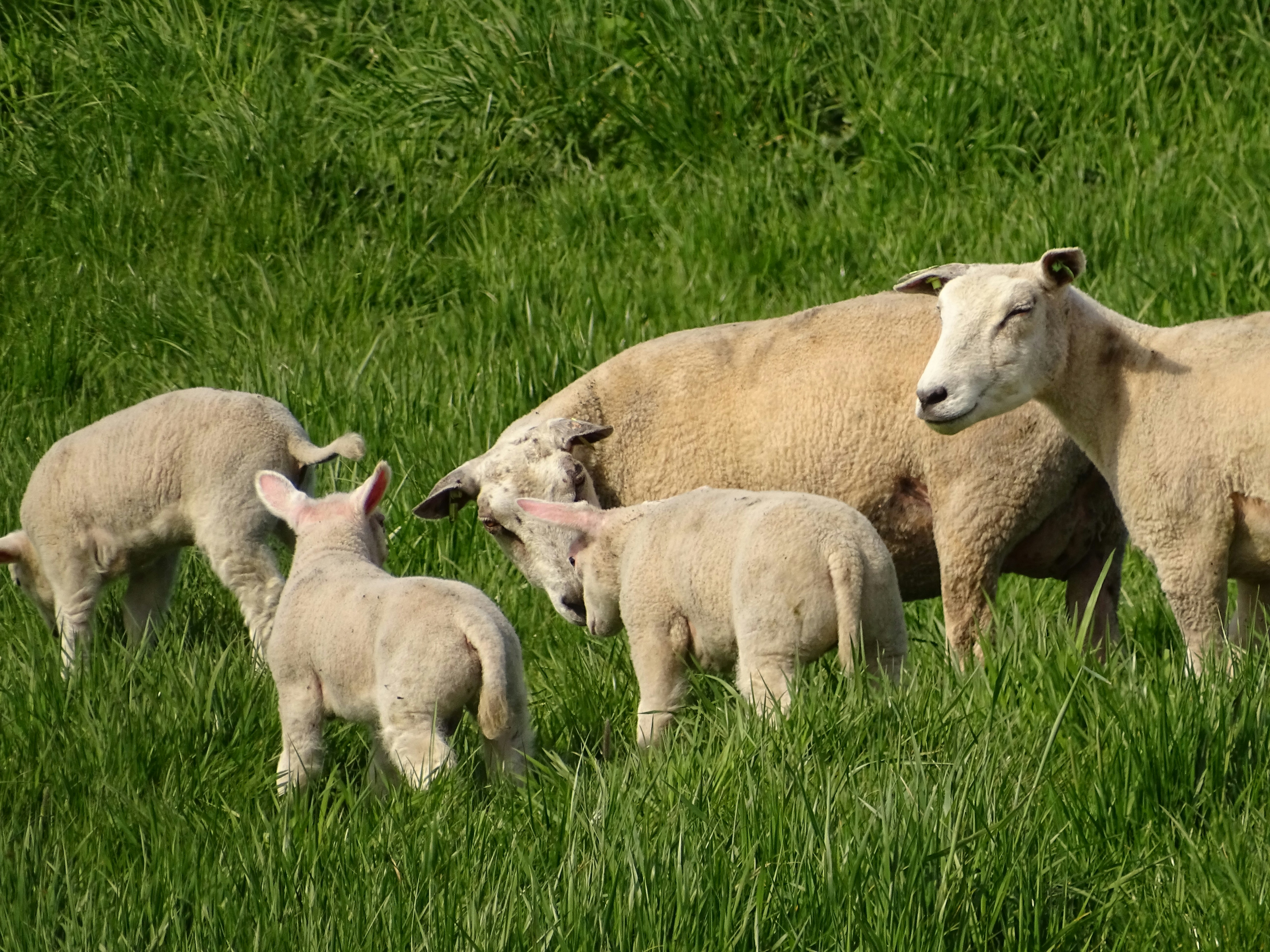 Lambs at the Edge of the Meadow: A Quiet Pasture Scene