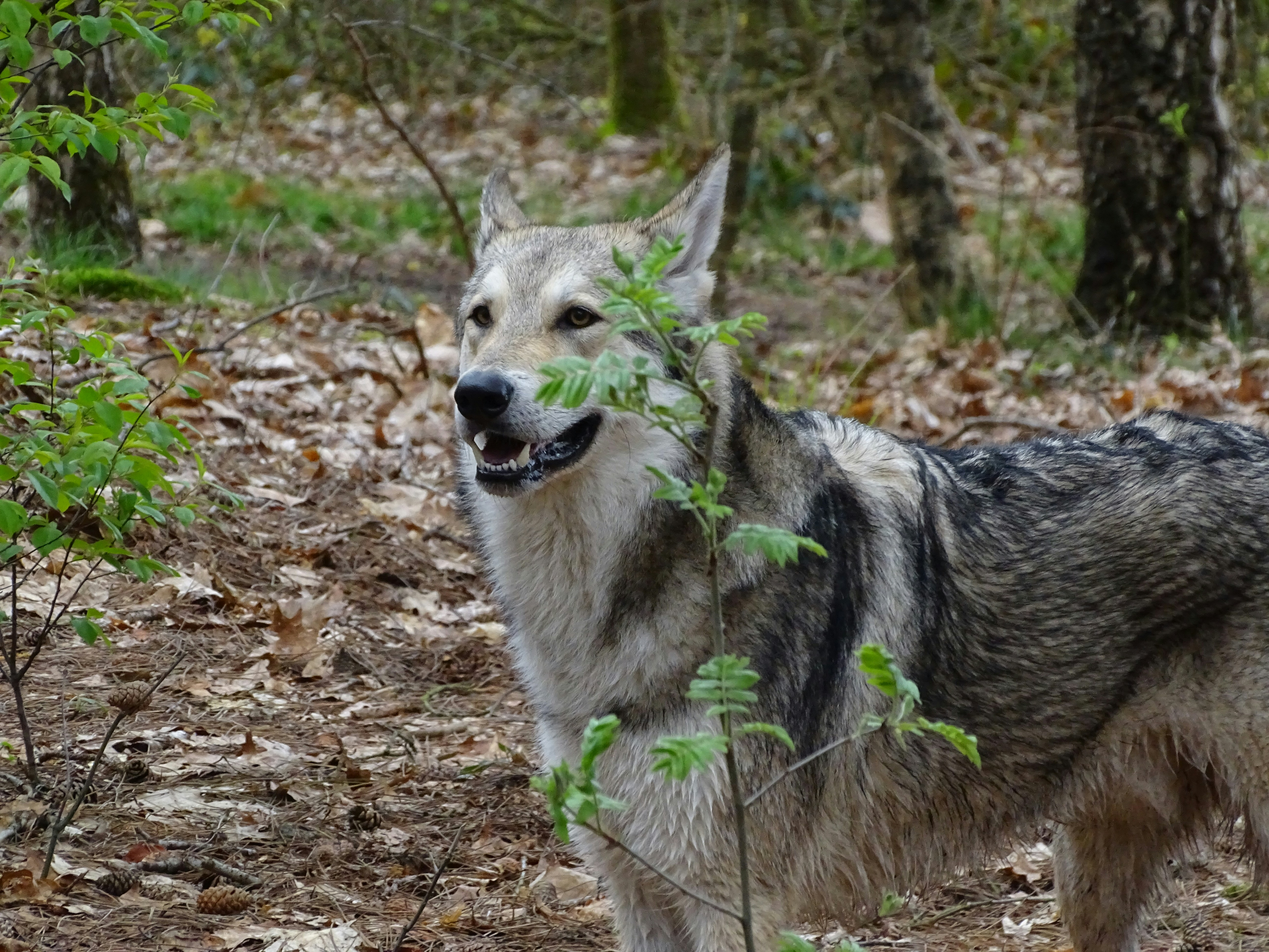 Un lobo está parado en el bosque comiendo hojas foto – Imagen de Lobo ...
