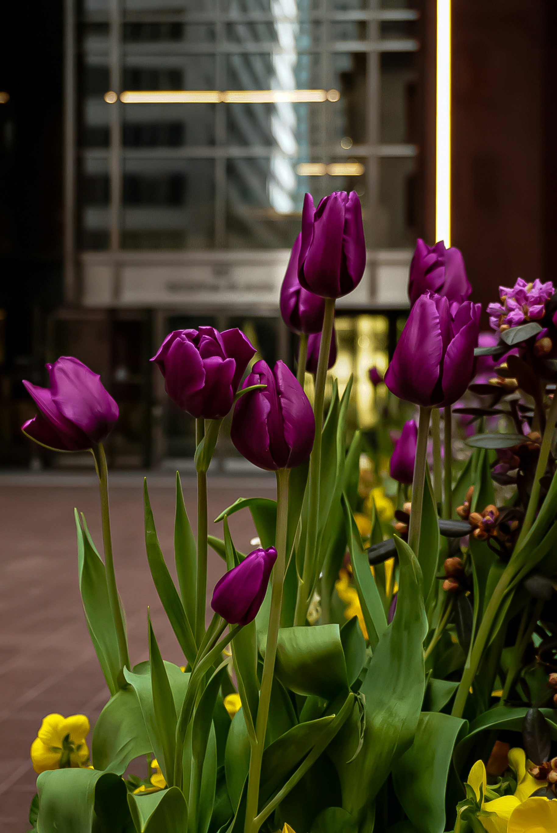 Neon Bloom: Purple Tulips Stand Against a Glass City