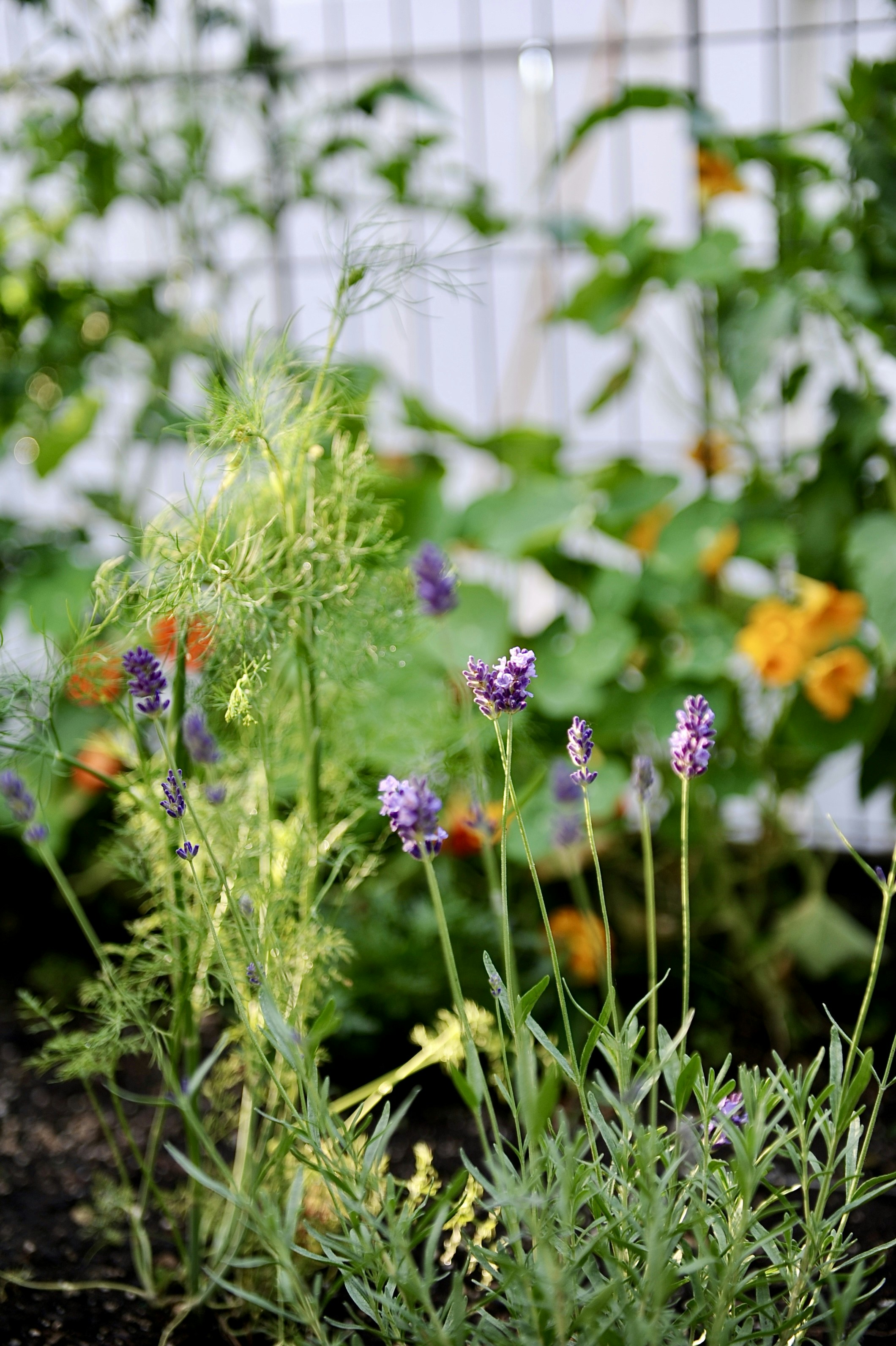 Purple Spires in a Quiet Bed: Lavender Close-Up Amid Soft Garden Blur