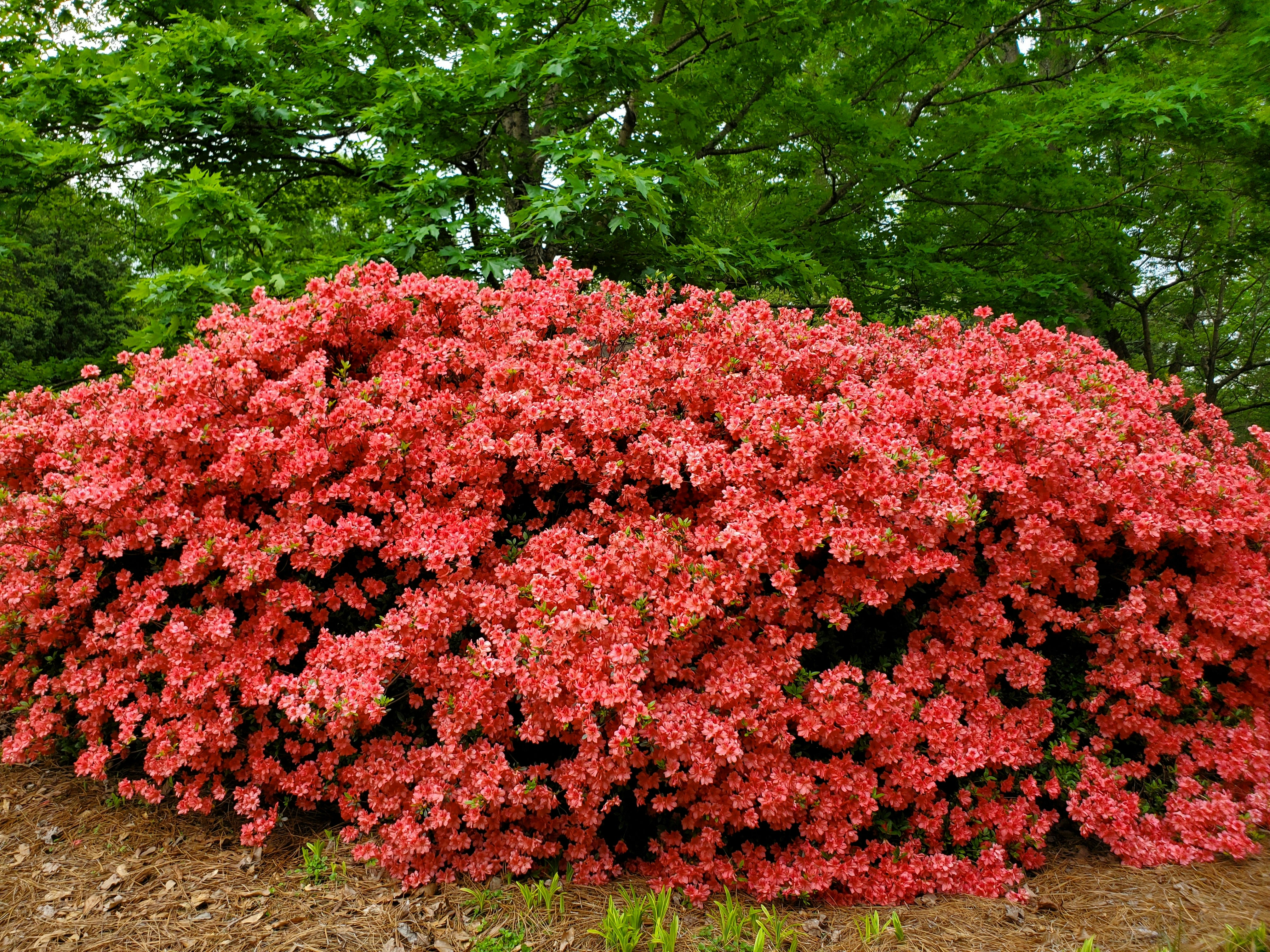 A bush of red flowers in a garden photo – Free Bush Image on Unsplash