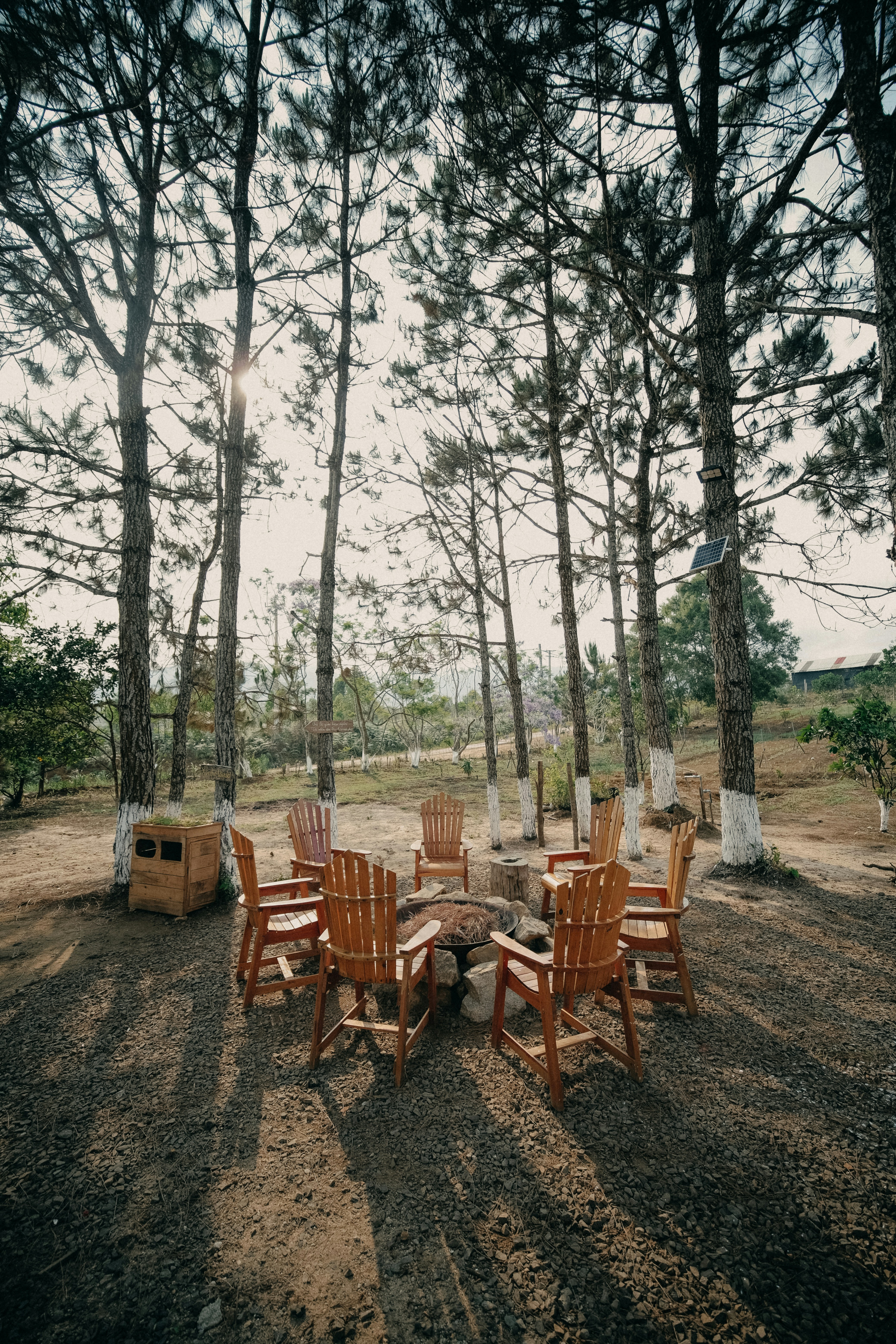 Sunlit Circle: Adirondack Chairs Converge Around a Quiet Fire Pit Beneath Tall Pines