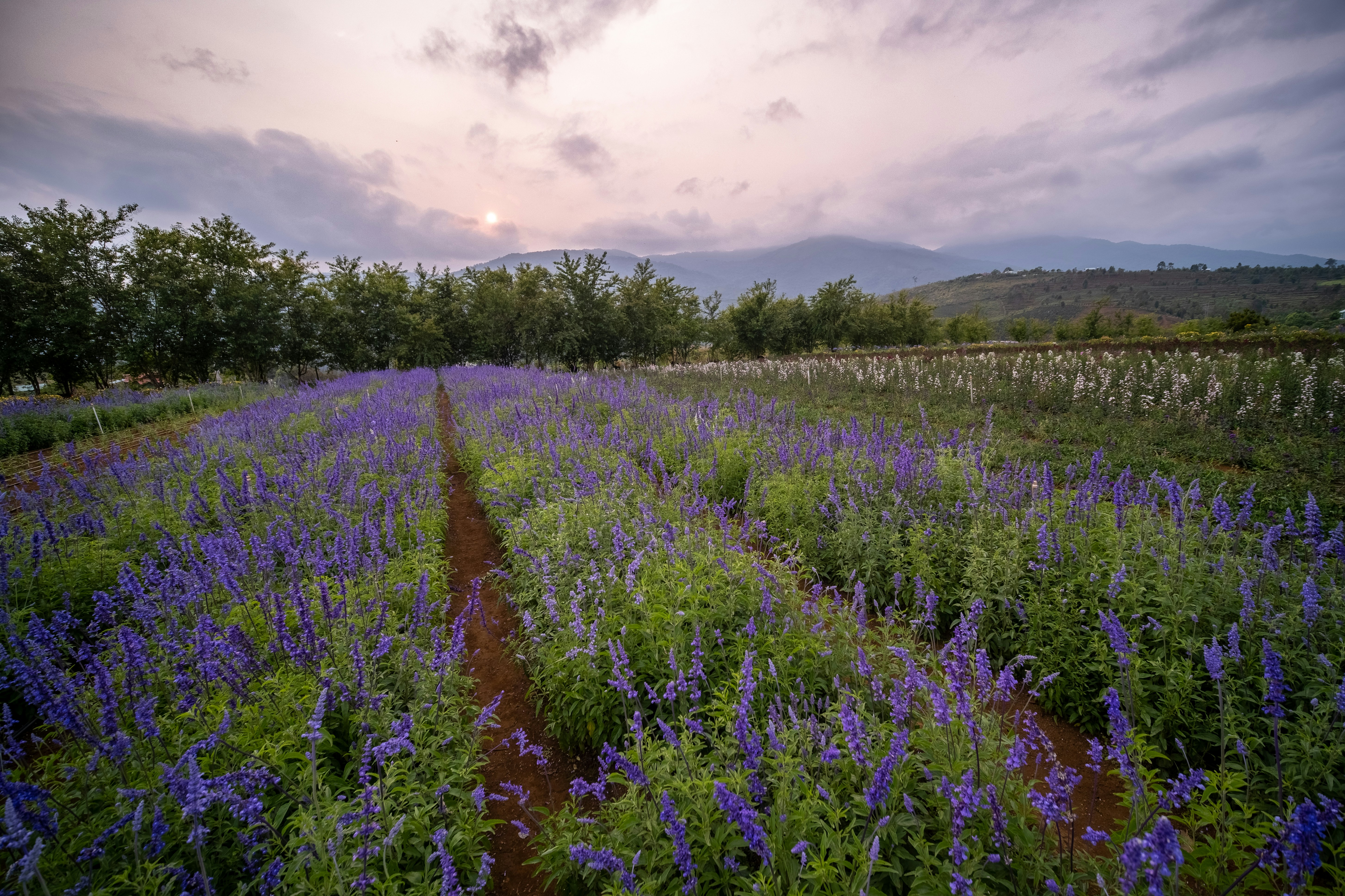 Lavender Aisles Toward a Violet Horizon