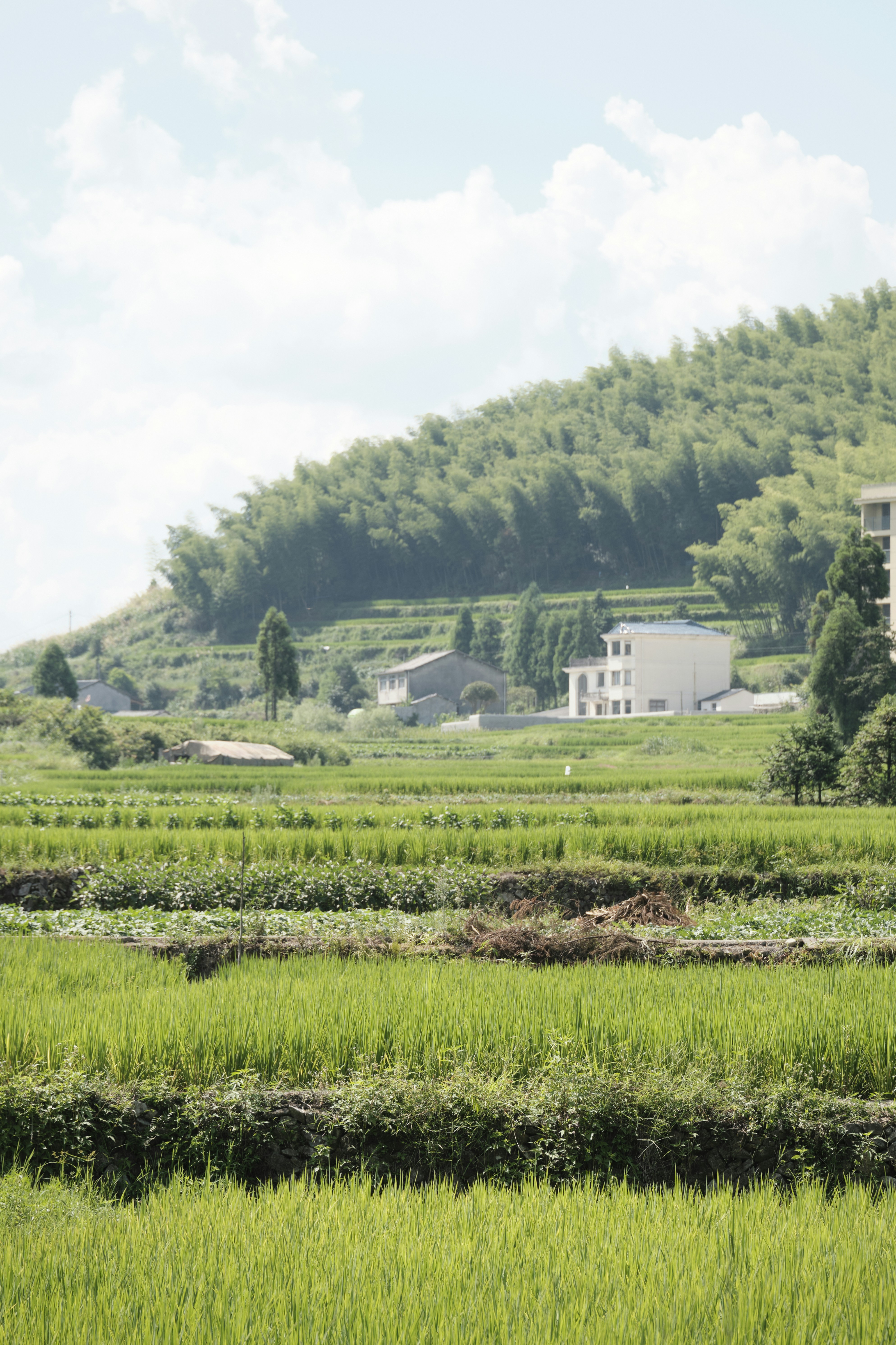 Terraced Quiet: White Houses Nestled on a Hillside