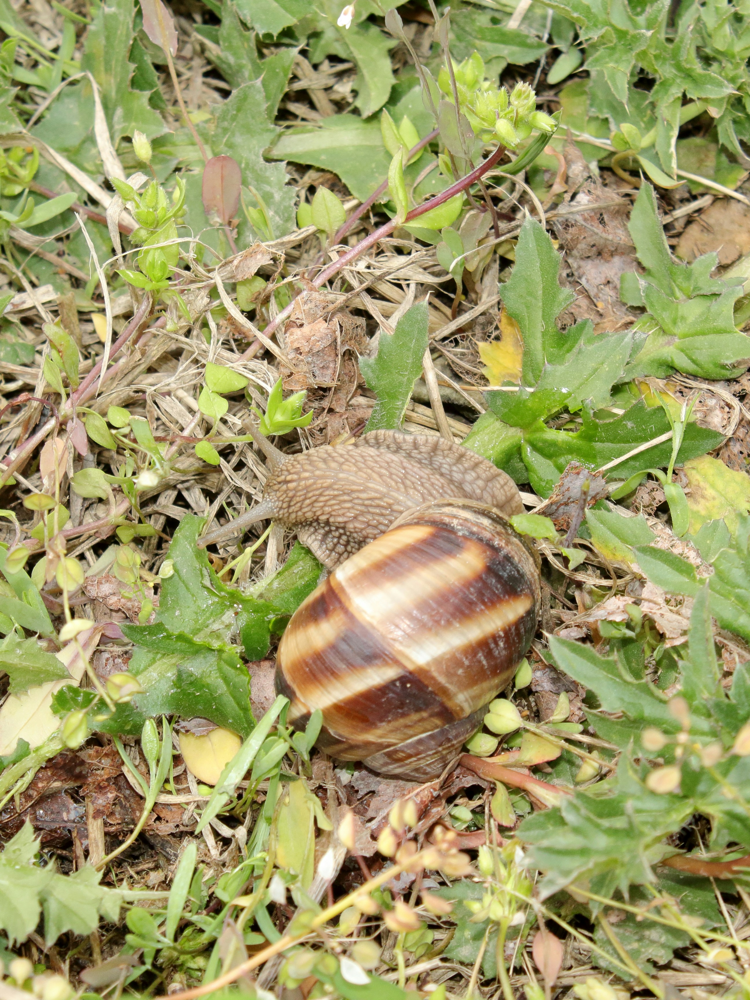 Stripe-Shell Trek: A Snail's Quiet Move Across Garden Green