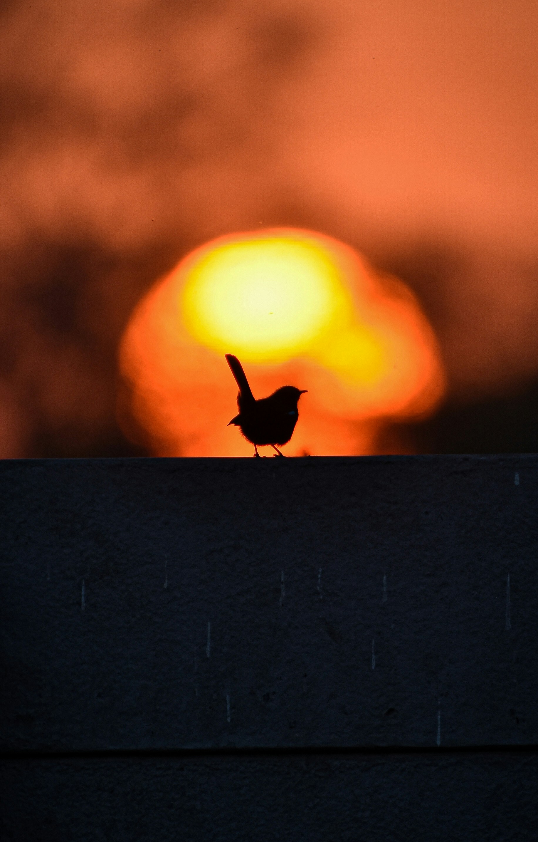 Silhouette at Dusk: A Sparrow Perched Along a Flaming Horizon