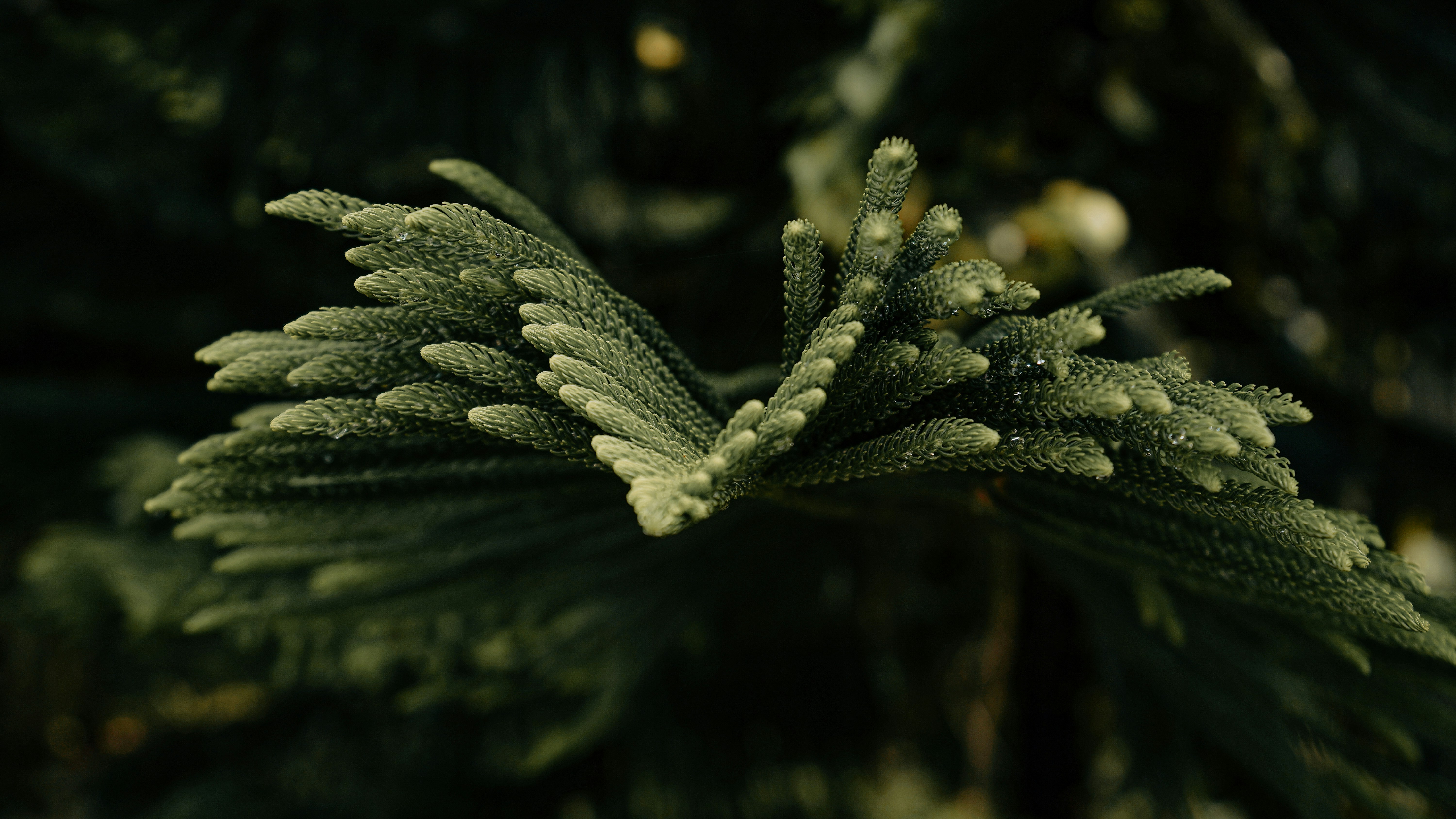 Dew-Kissed Conifer: A Macro Moment in Velvet Shadows