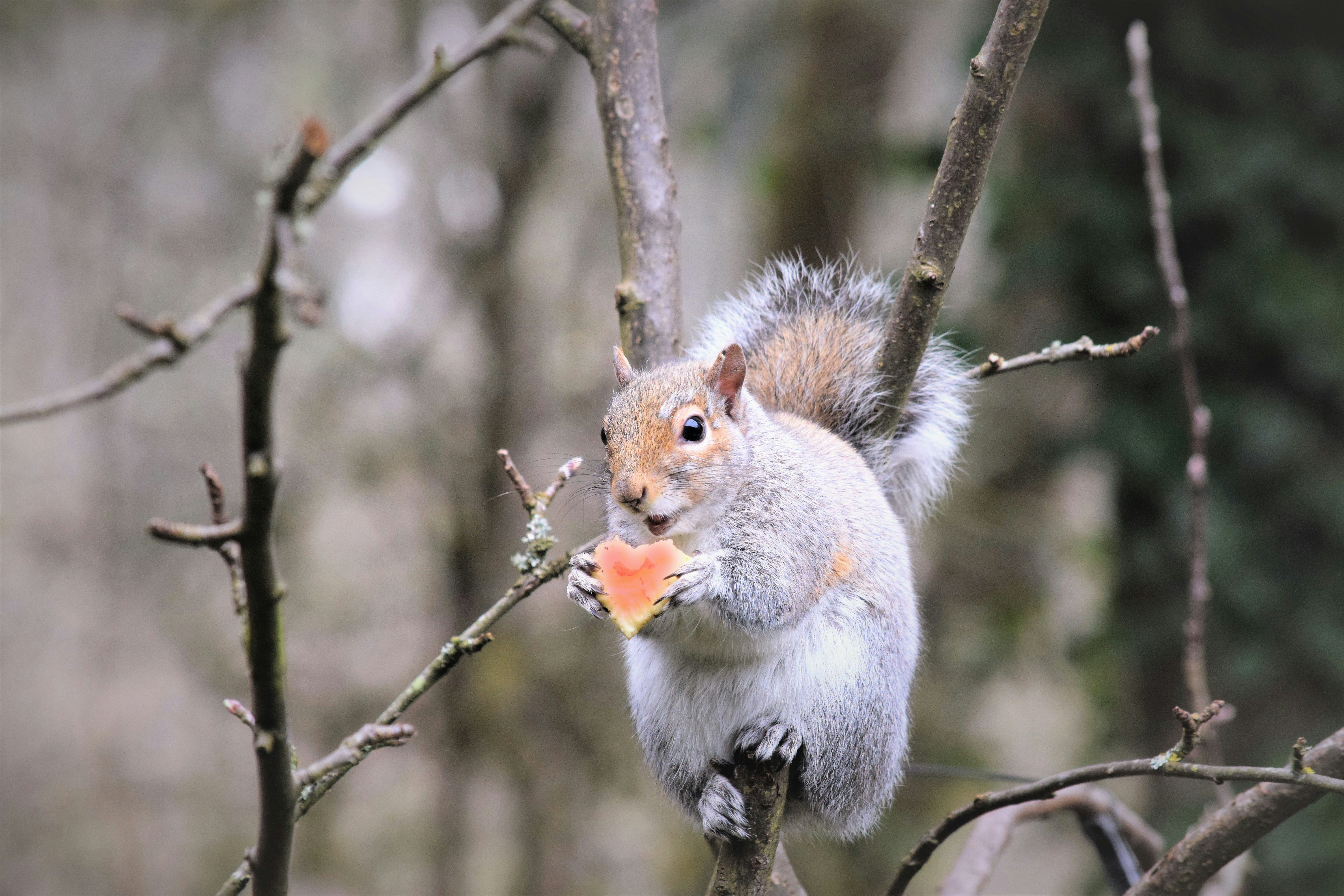 Squirrel eats an apple into a momentary heart shape