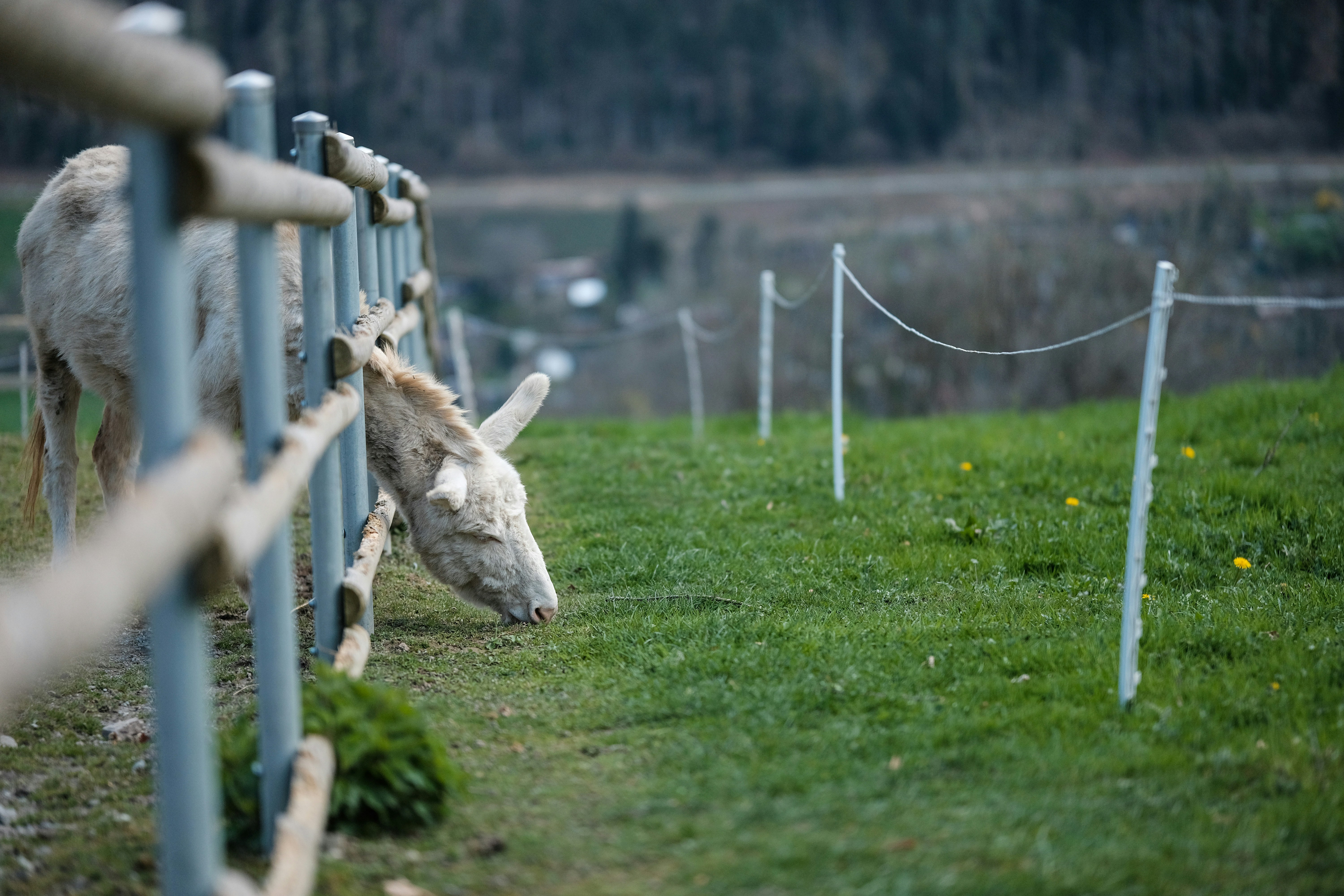 Curious Llama at the Fence: A Quiet Mountain Meadow