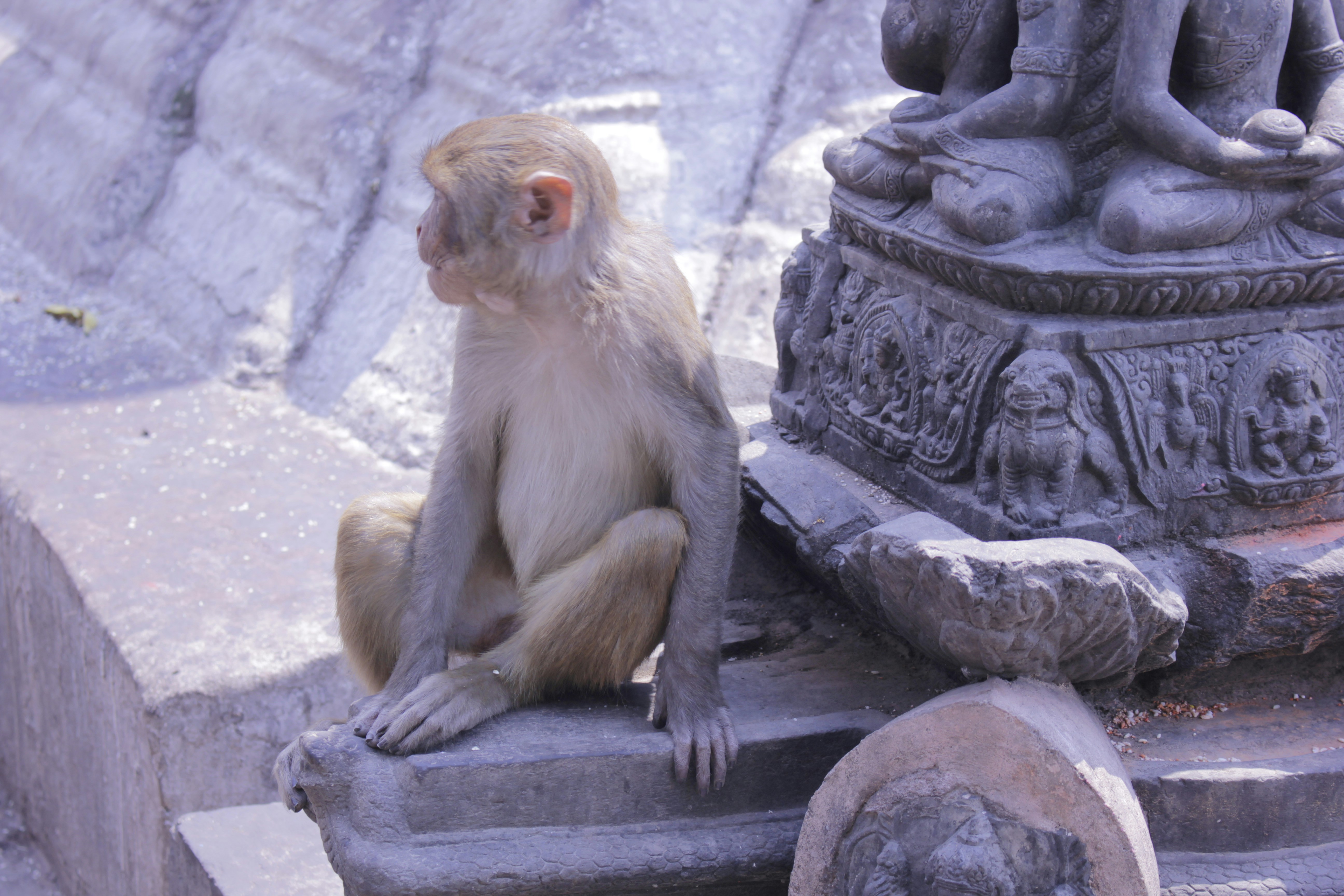Monkey at Monkey Temple. Kathmandu