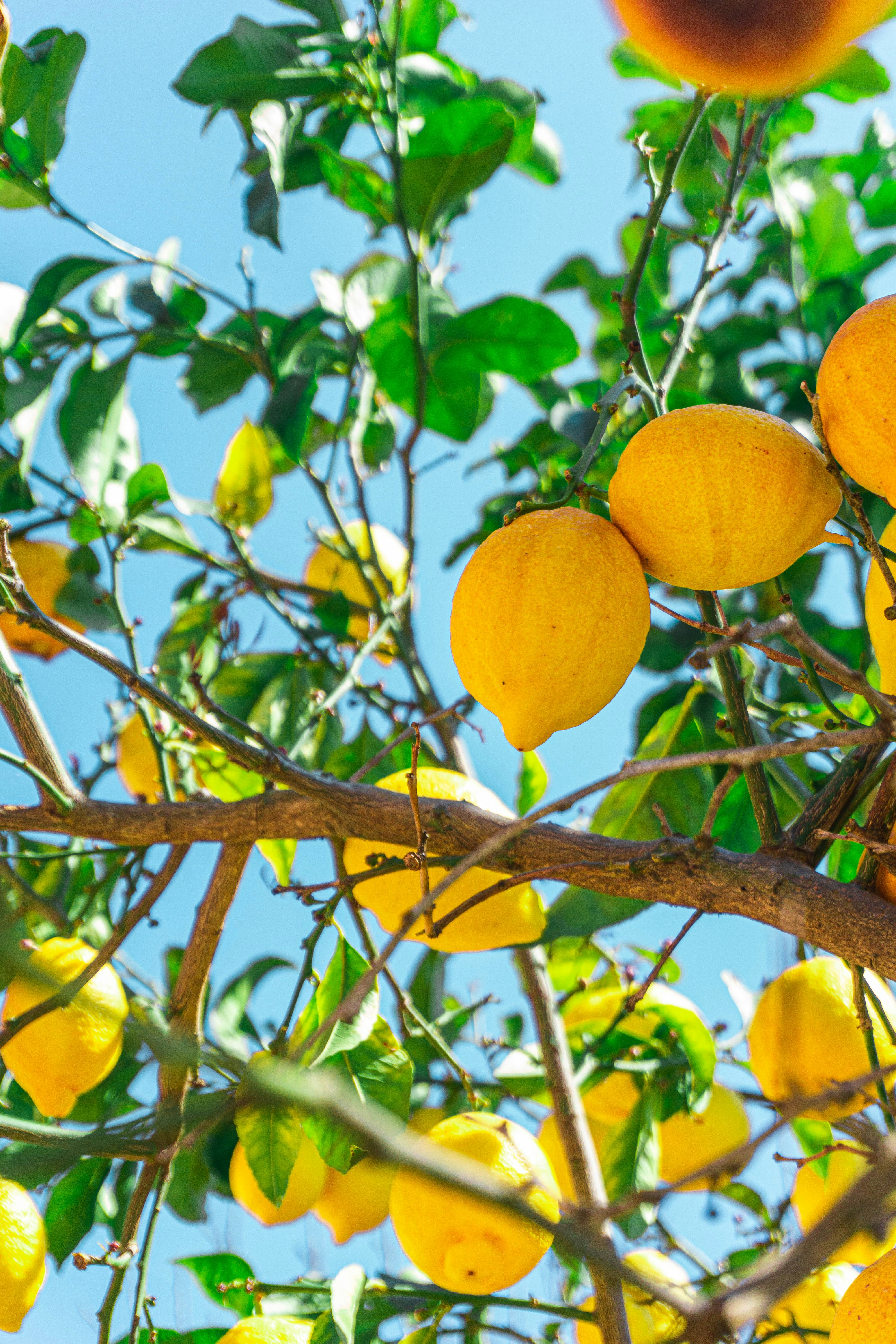 Vibrant lemons hang from a leafy tree against a clear blue sky, showcasing the abundance of nature's bounty.