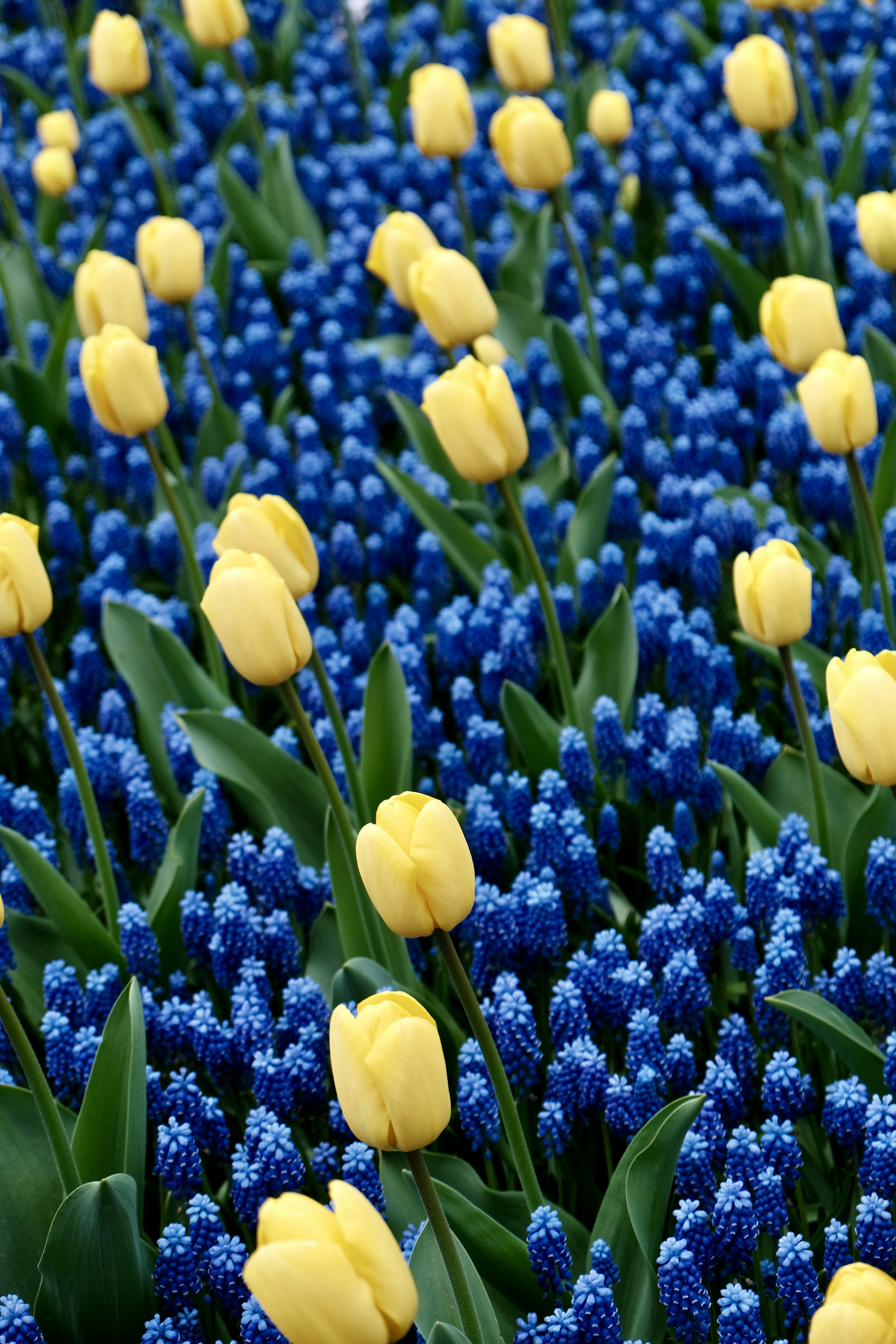 Yellow tulips rise above a carpet of blue grape hyacinths, creating a vibrant spring scene. The image emphasizes bold color contrast and delicate petal textures.