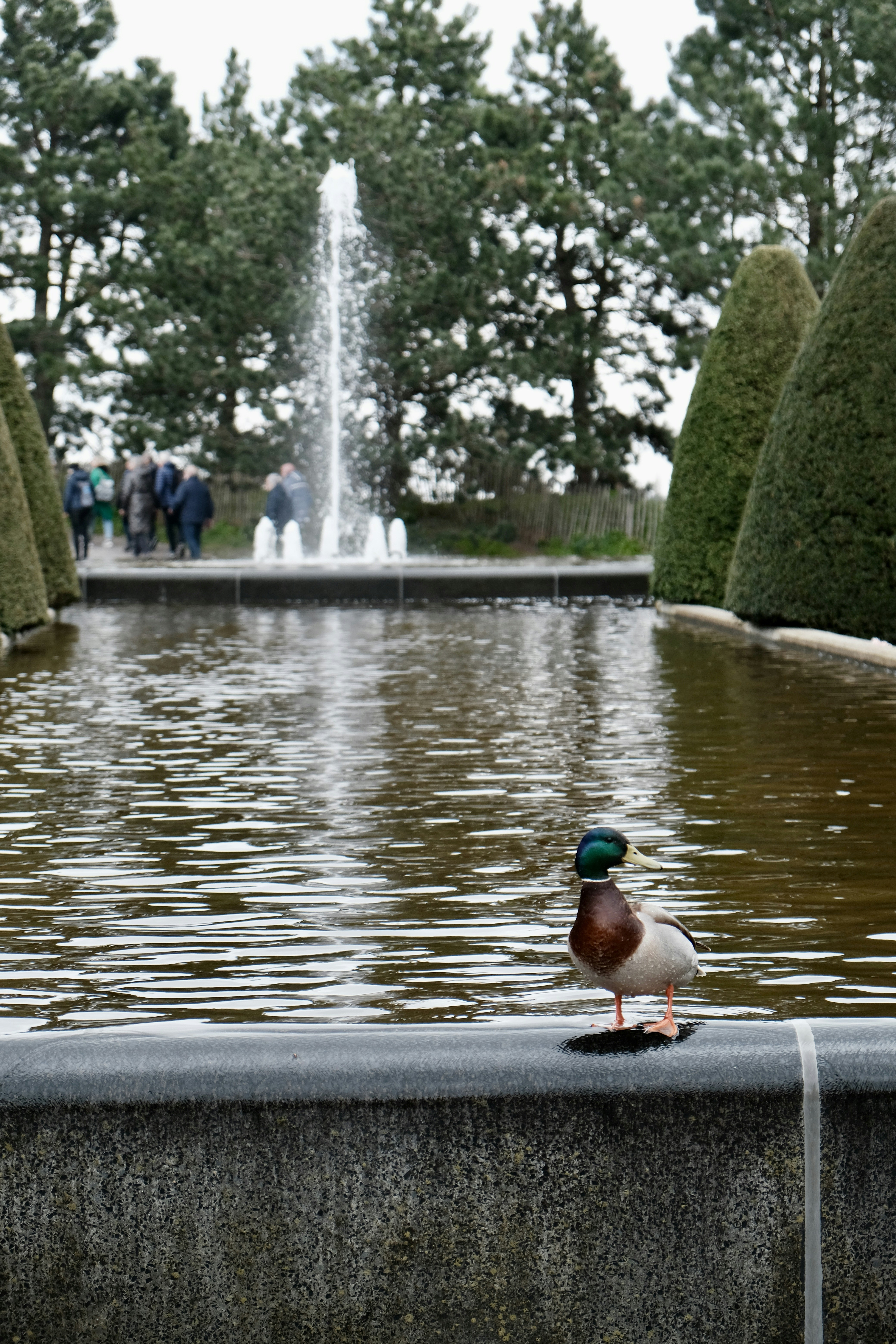 Mallard at the Edge of Symmetry: a calm moment by a garden fountain