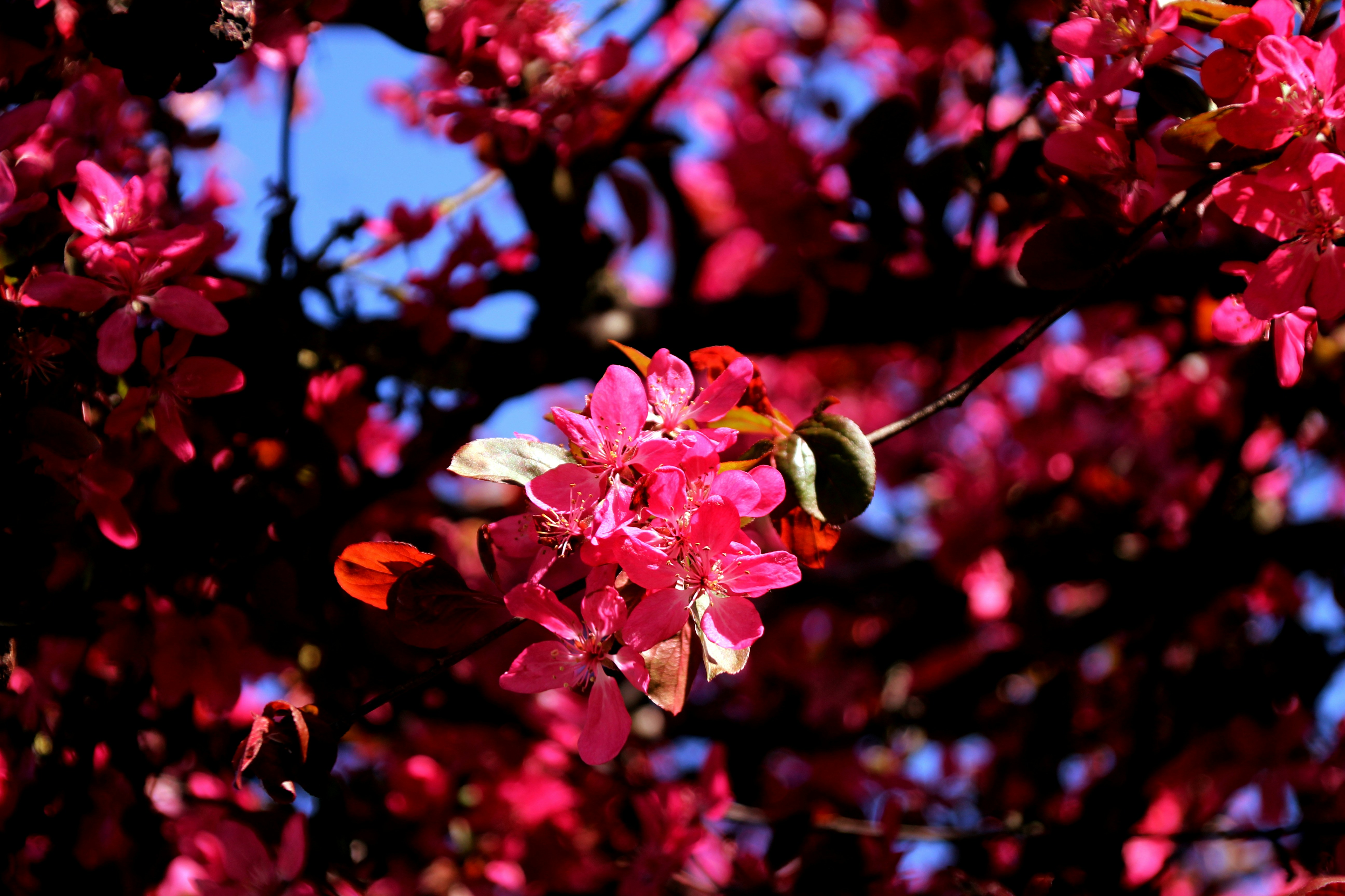 Crimson Blossoms Framed by a Clear Blue Sky