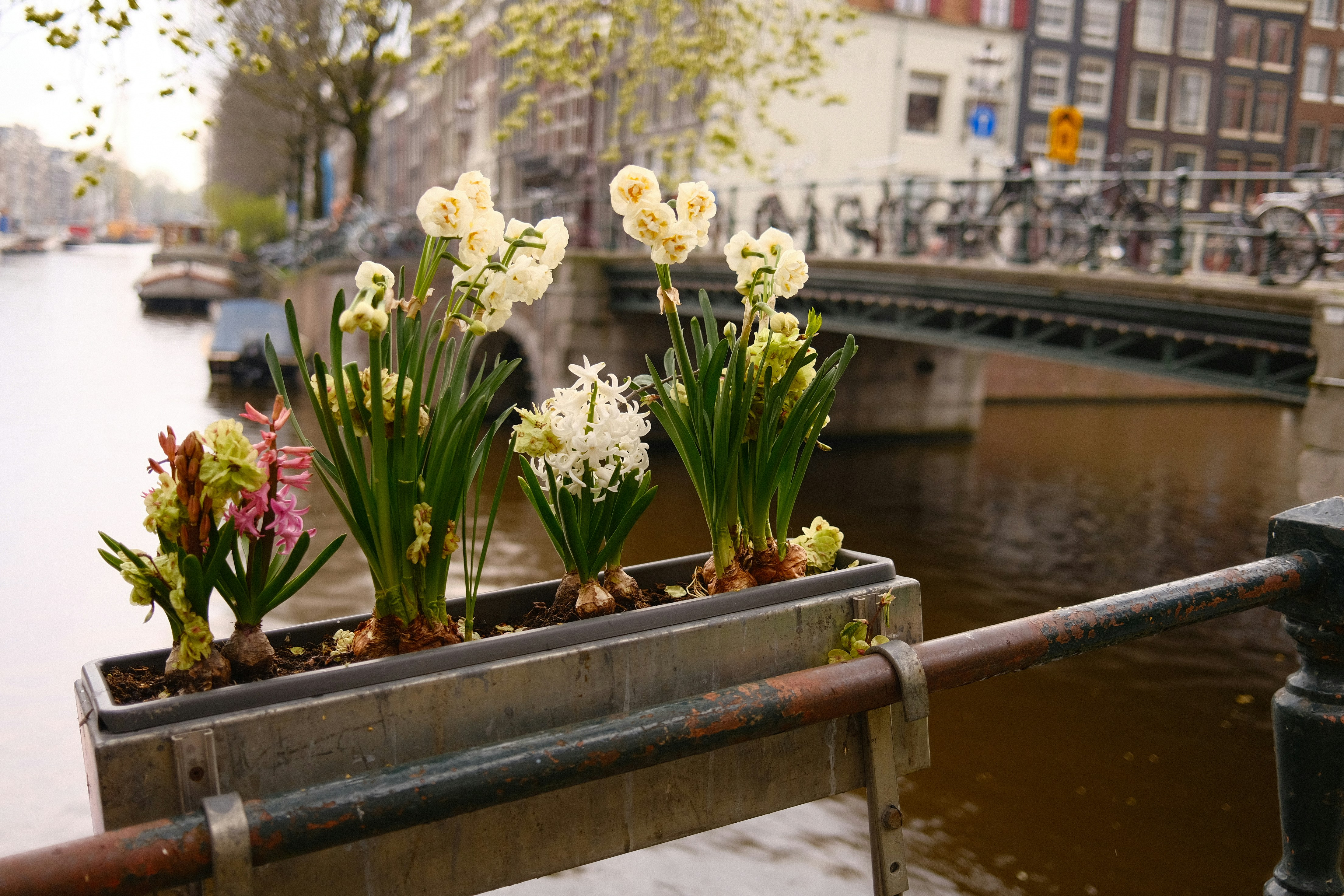 Narcissus on a Canal Rail: Amsterdam’s Quiet Bloom