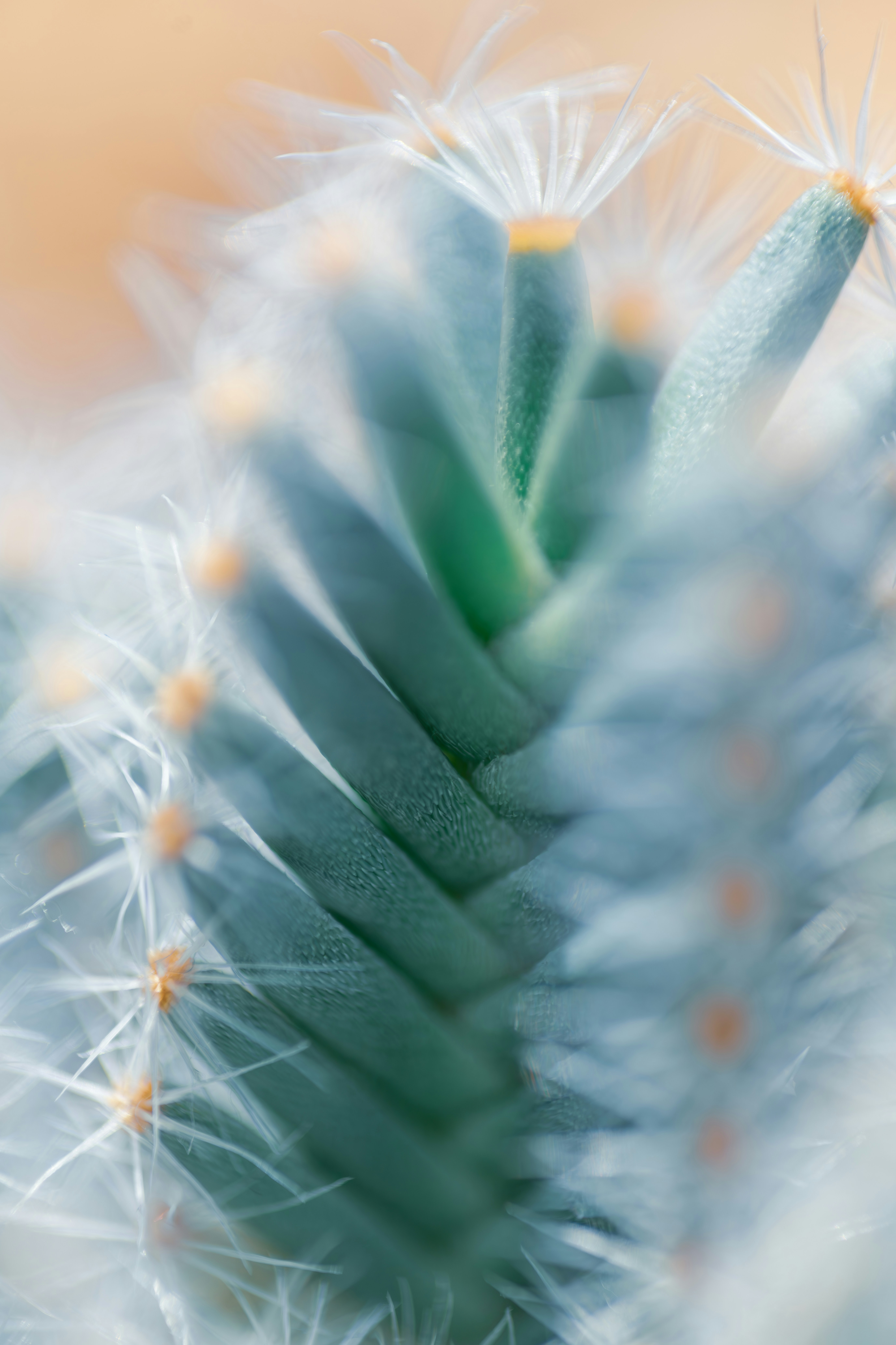 Spiral of Feathery Spines: a Blue-Green Cactus Macro Portrait