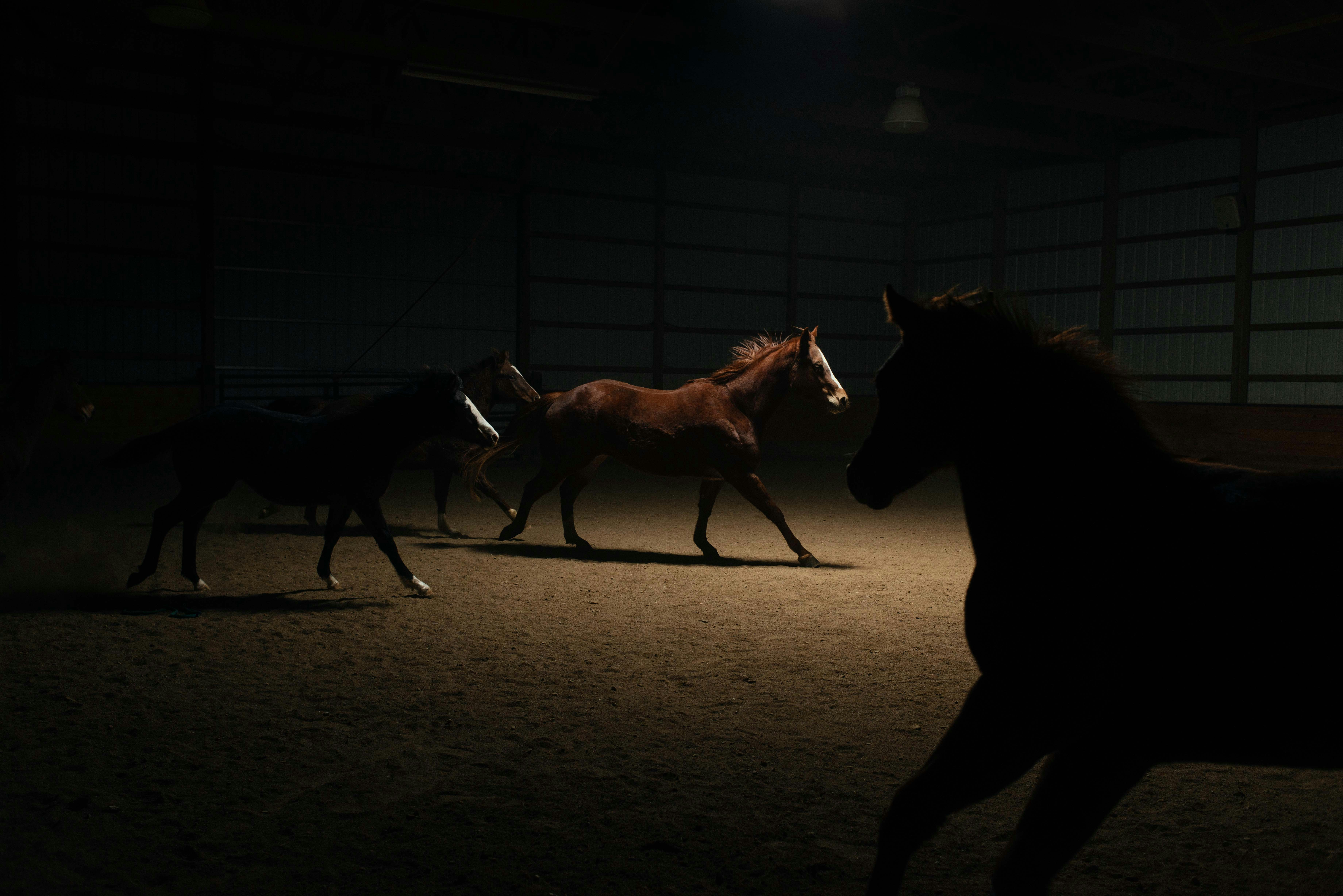 A group of horses running in a barn at night photo – Free Animal Image ...