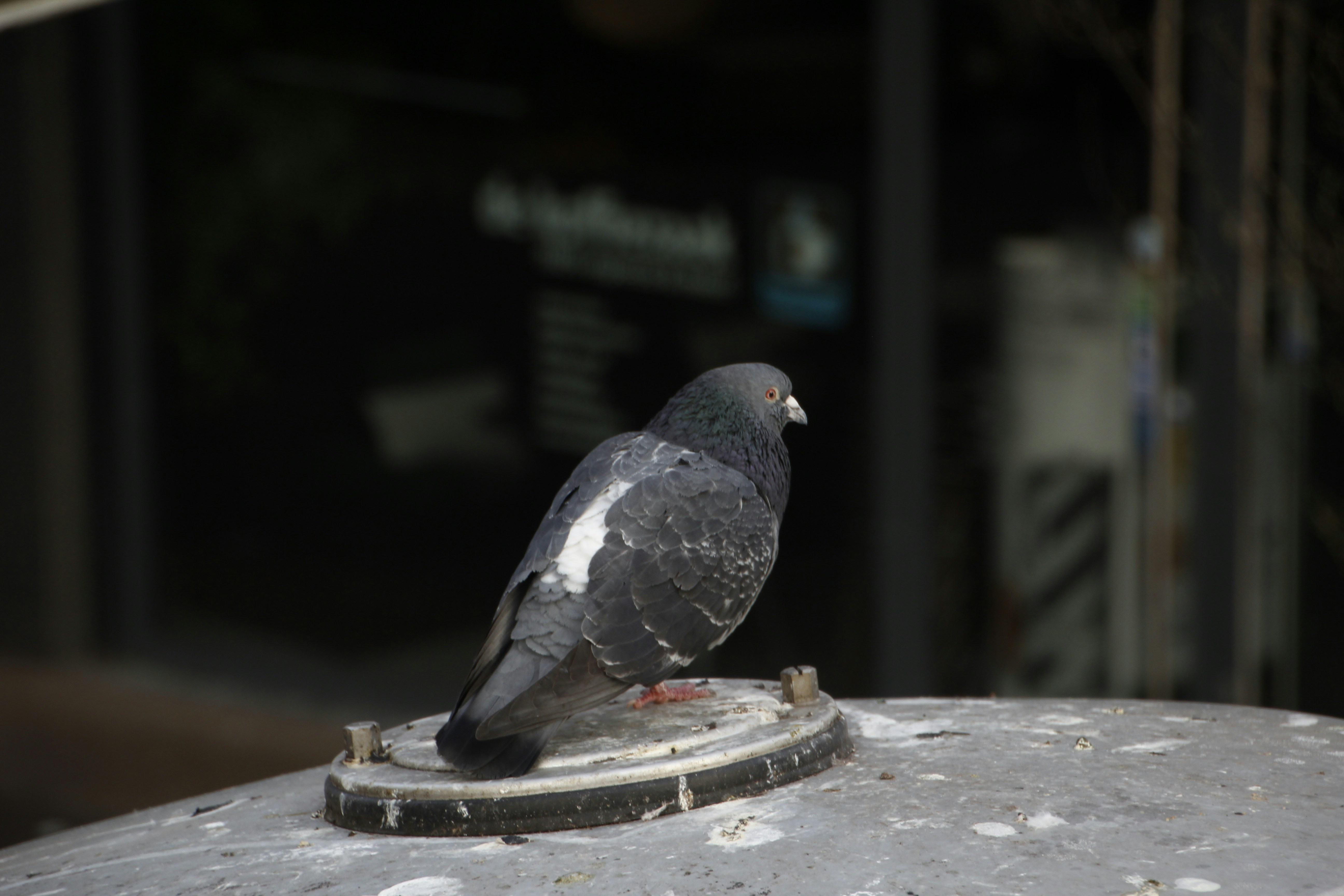 Urban Sentinel: Pigeon Perched on a Circular Metal Lid at Dusk