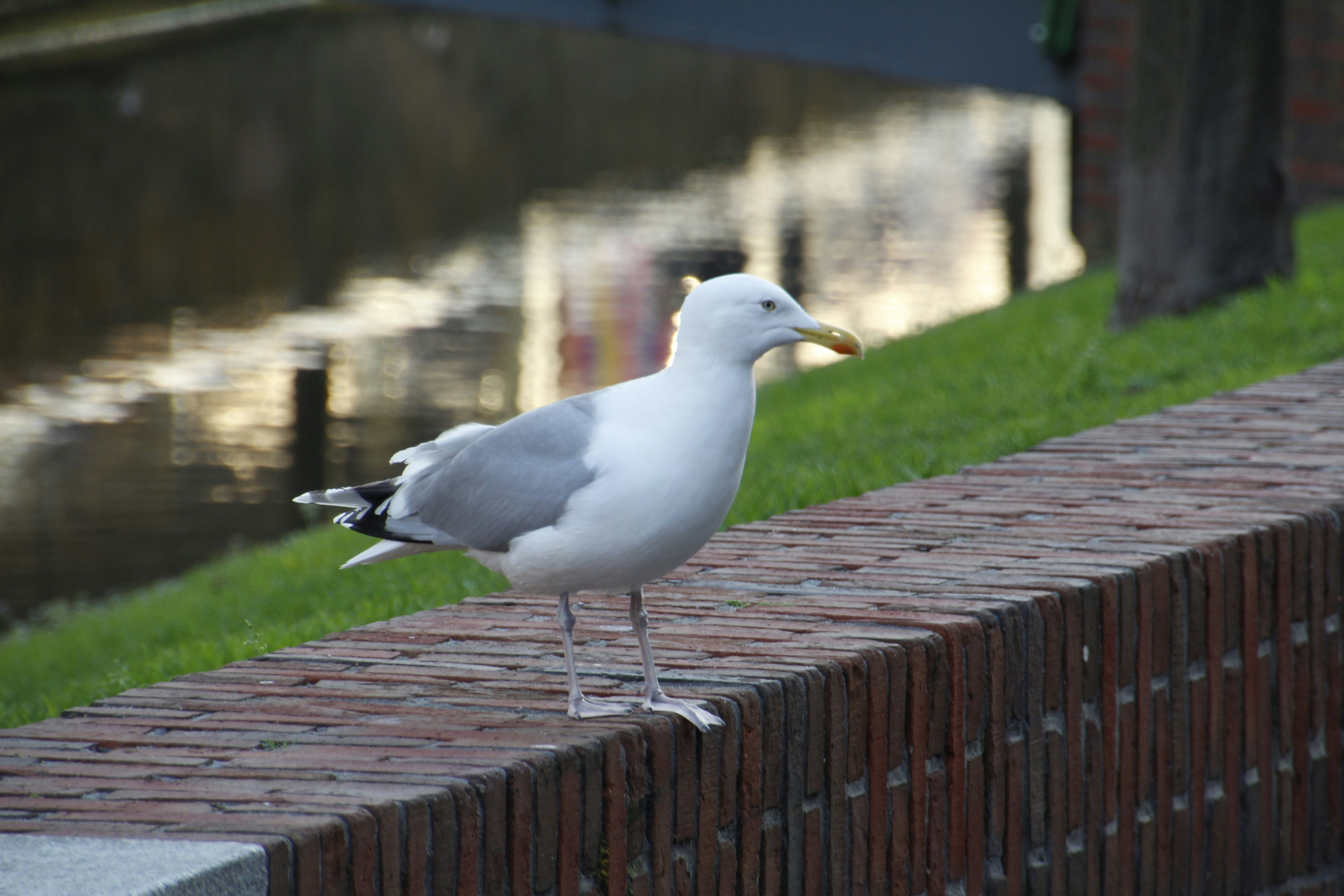 Seagull on Brick Embankment by a Quiet Canal