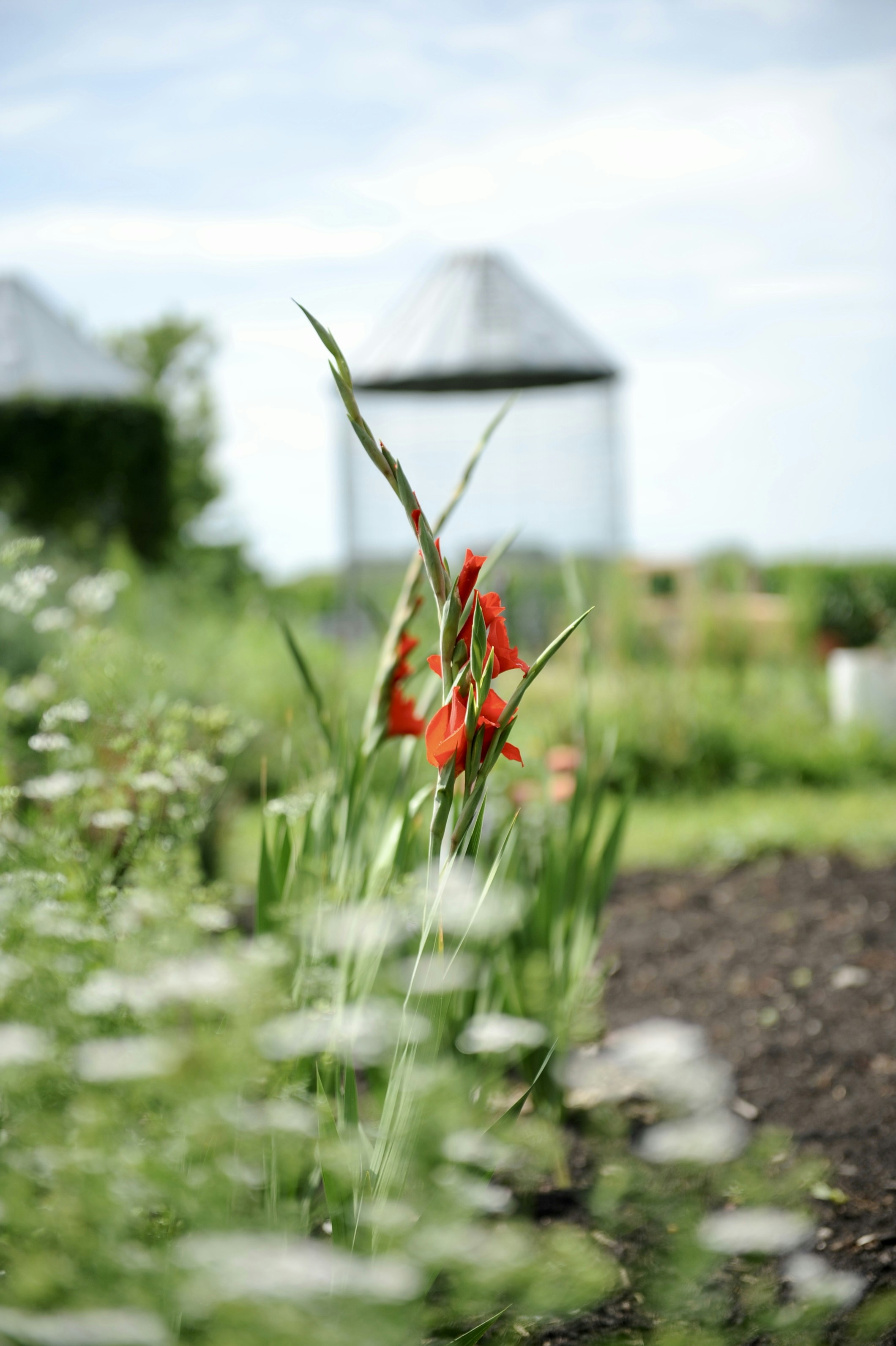 Some red flowers are growing in a garden photo – Free Flowers Image on ...