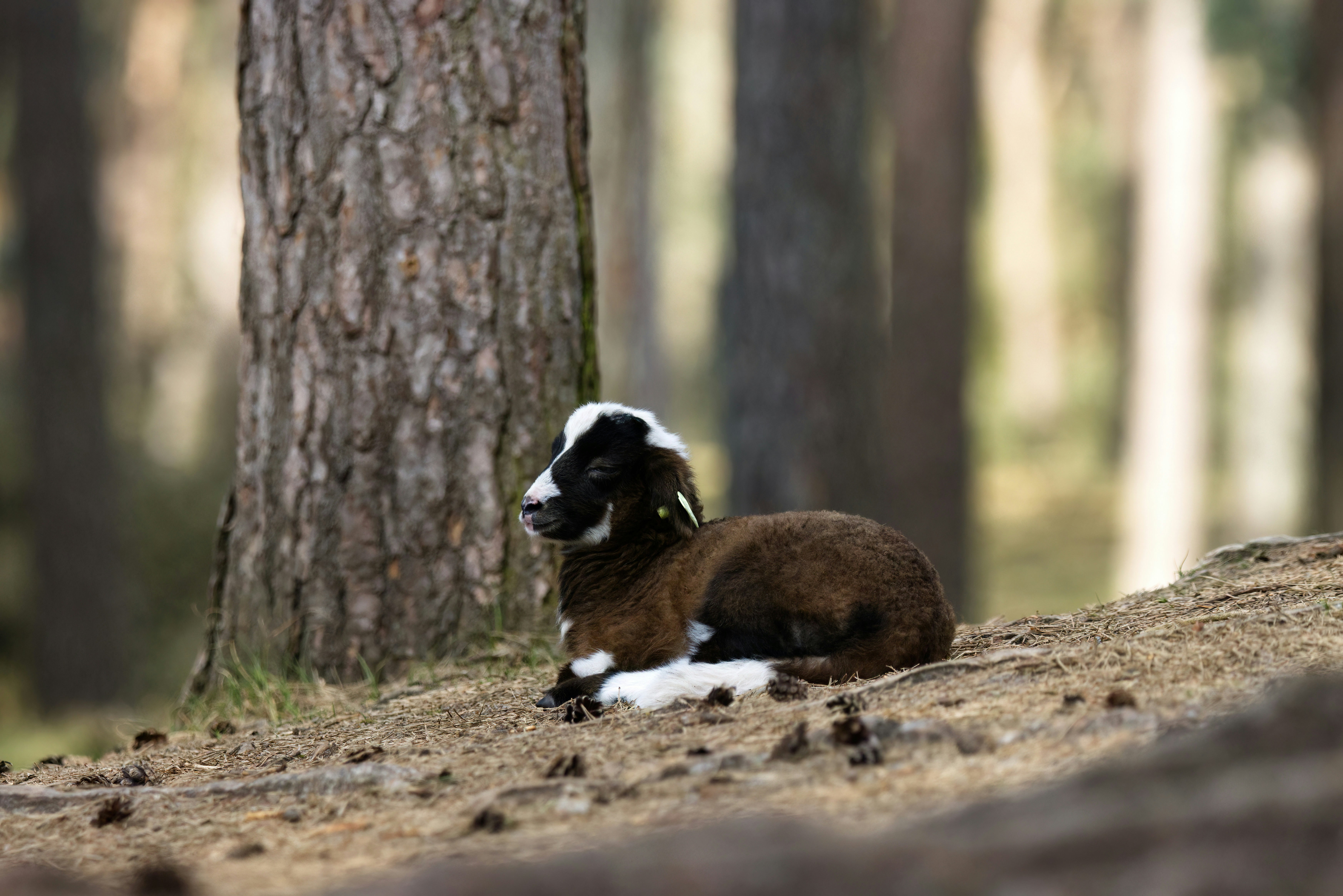 Lamb resting in the woods of the Heidestein grazing area, Zeist.