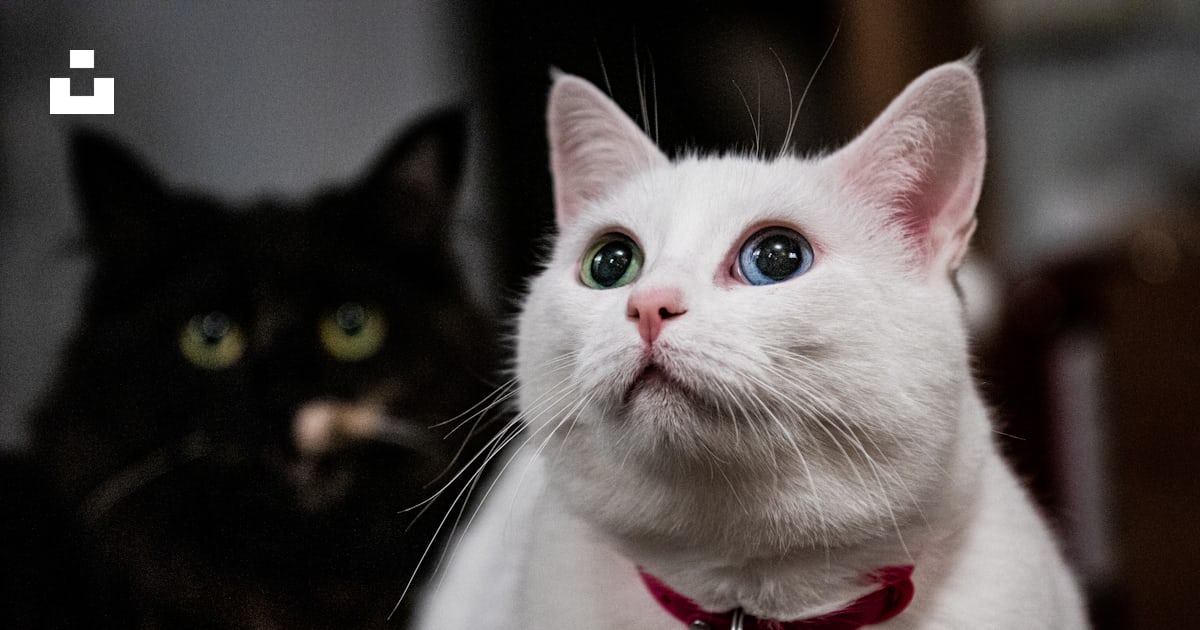 黒と白の猫と白と黒の猫の写真 Unsplashの無料猫写真