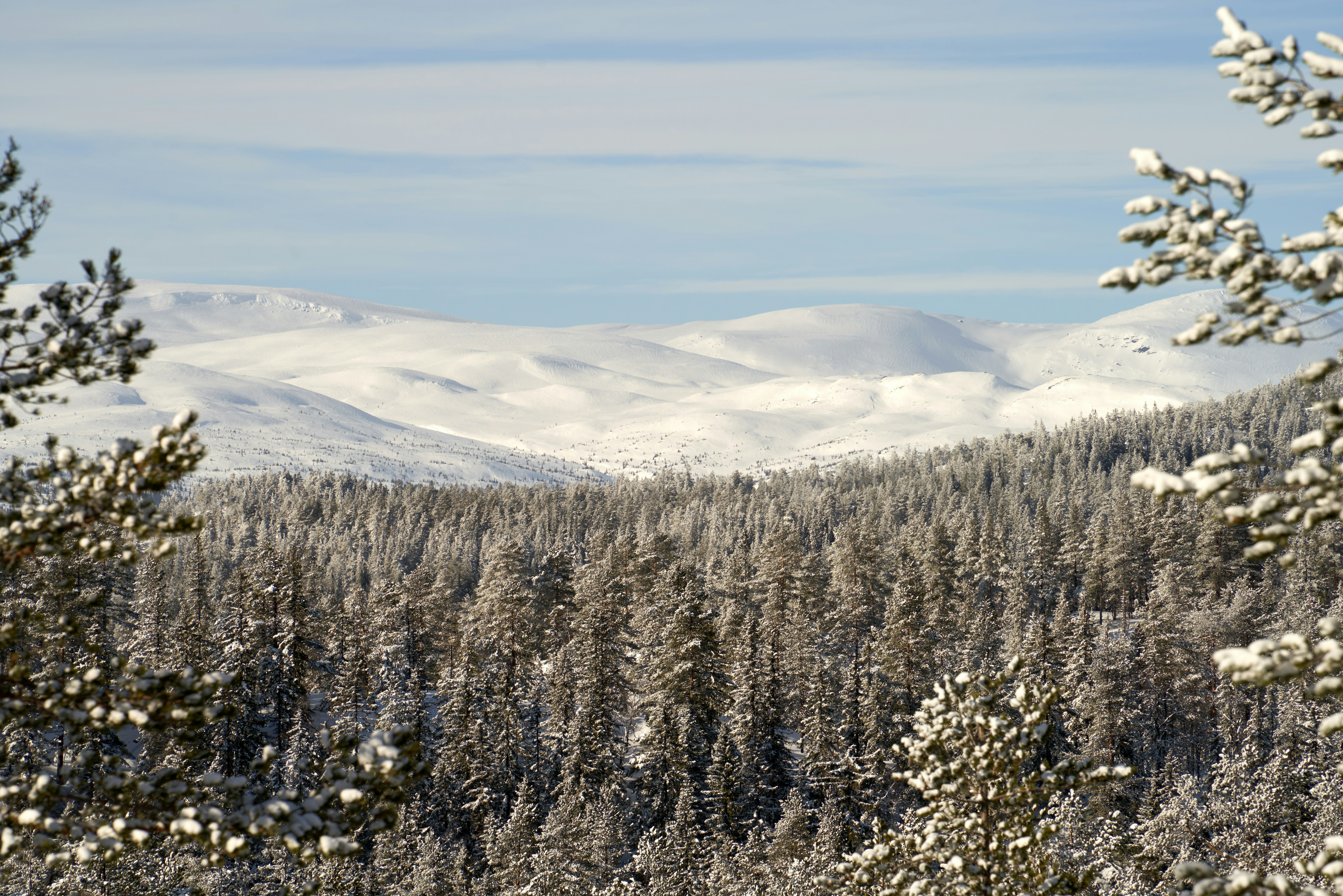 Pines Framing a Quiet Snow Ridge Under a Clear Winter Sky
