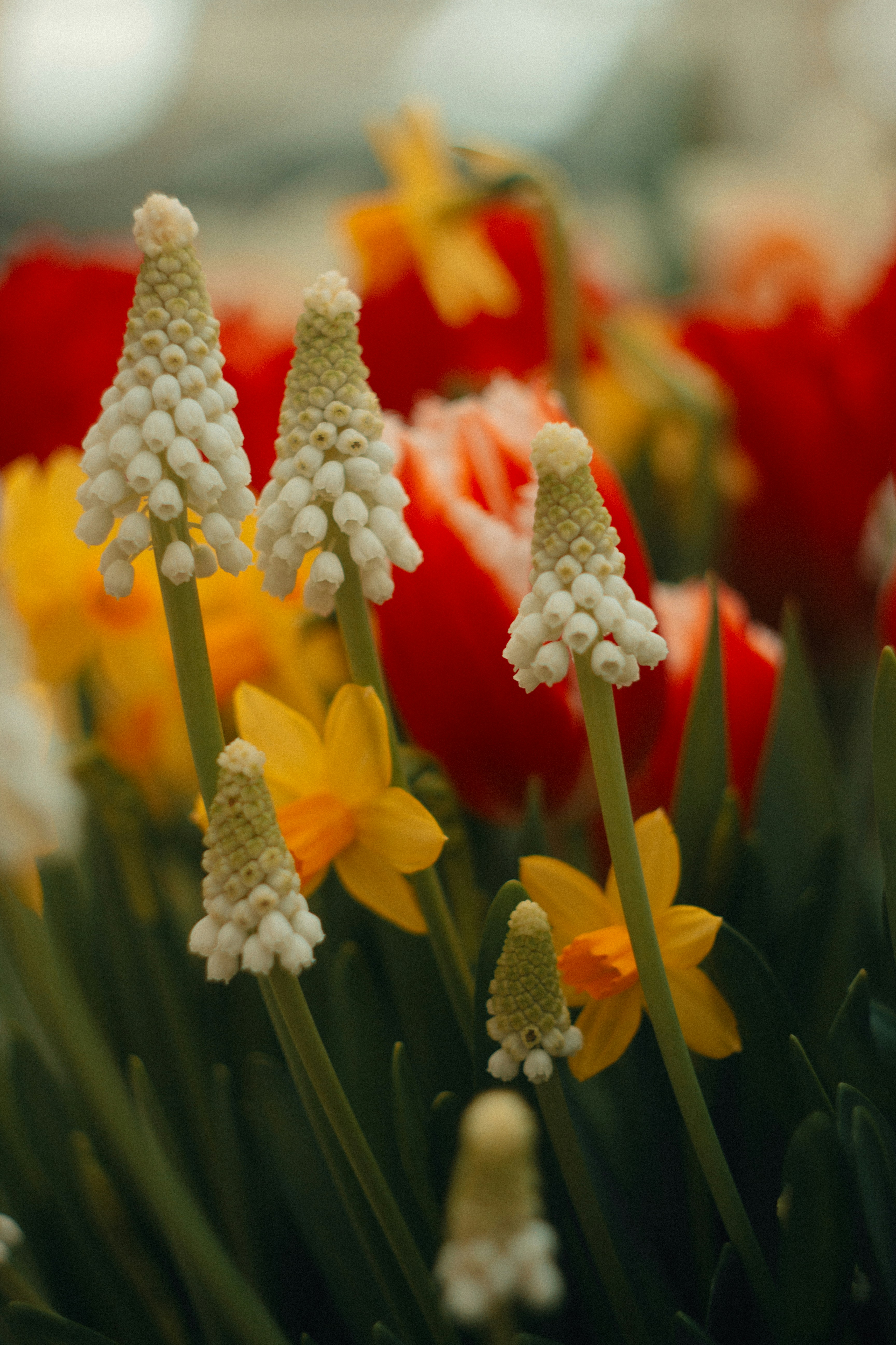 White-topped foxglove drums amid a glow of tulips