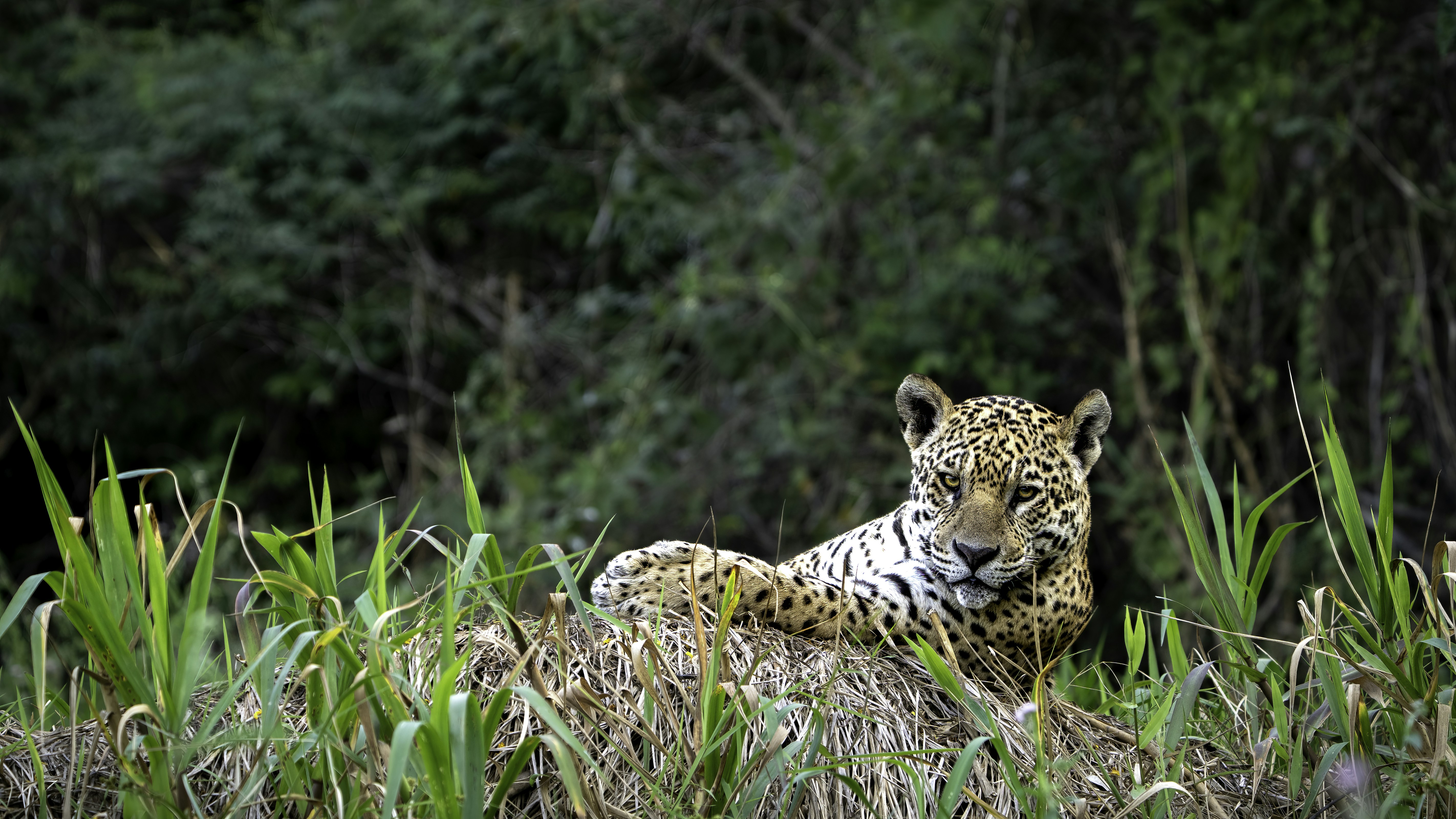 Leopard resting on a grassy mound surrounded by dense foliage.