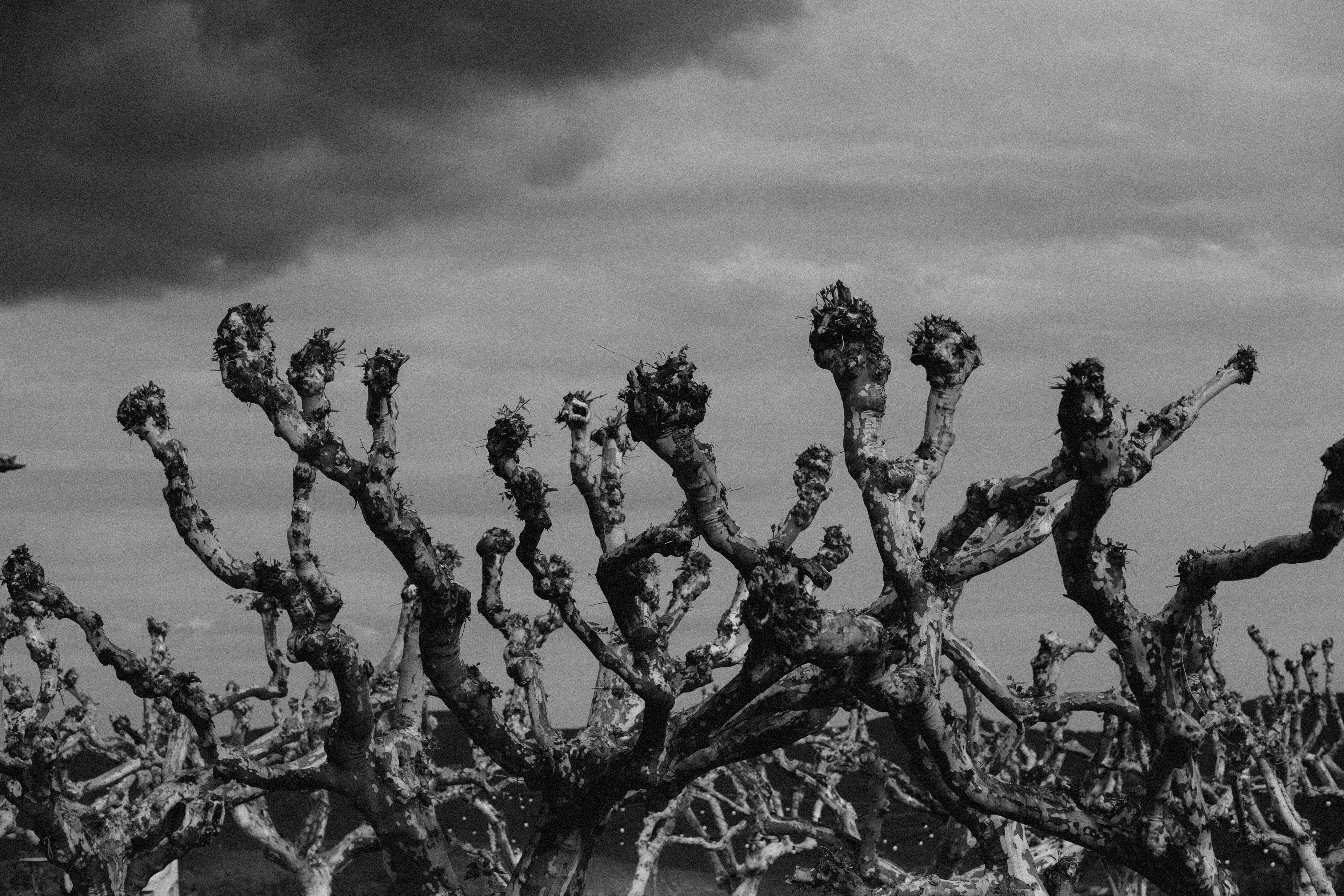 A black and white photo of a tree photo – Free Cardona Image on Unsplash