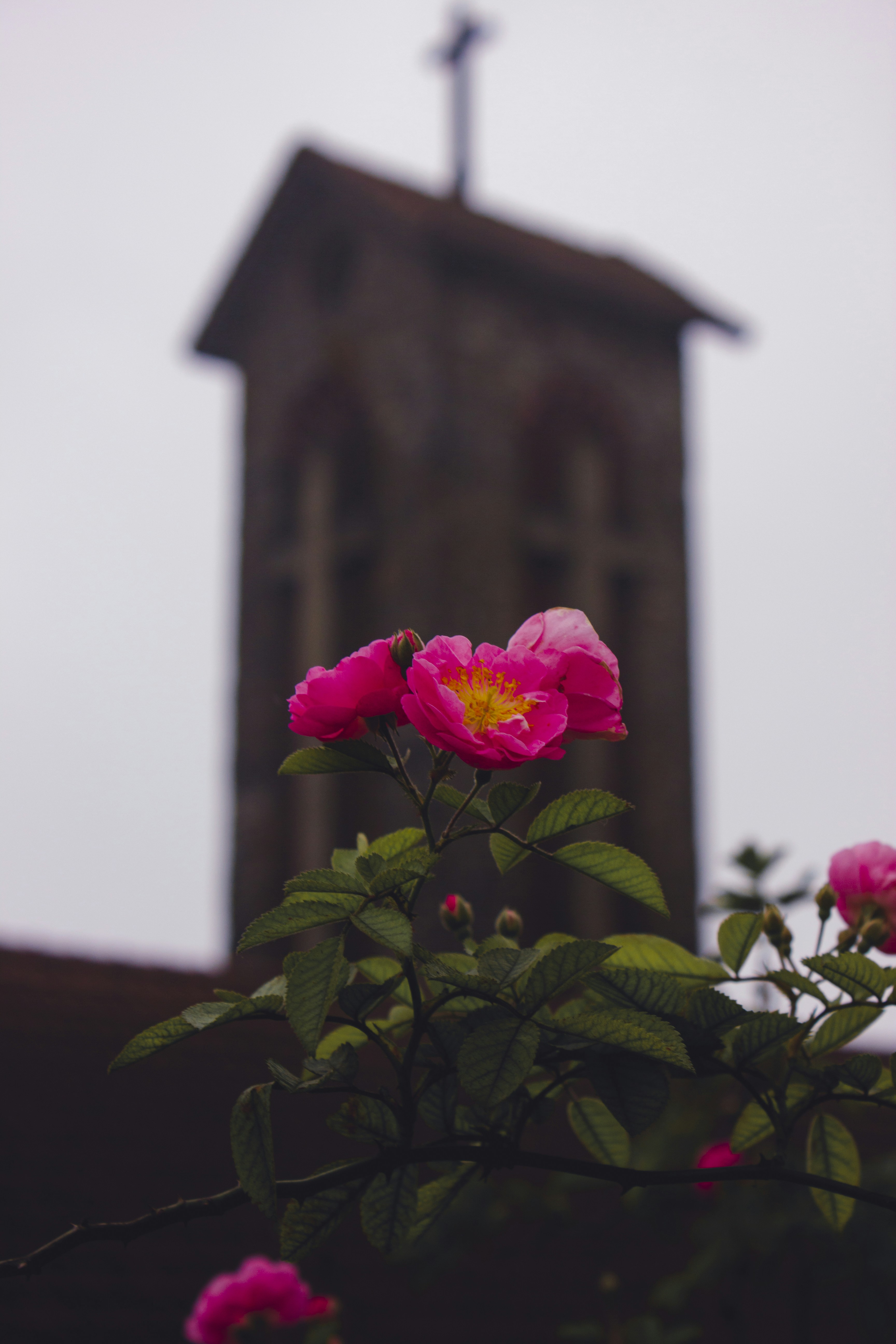 Vivid Pink Rose Framed by a Blurred Bell Tower