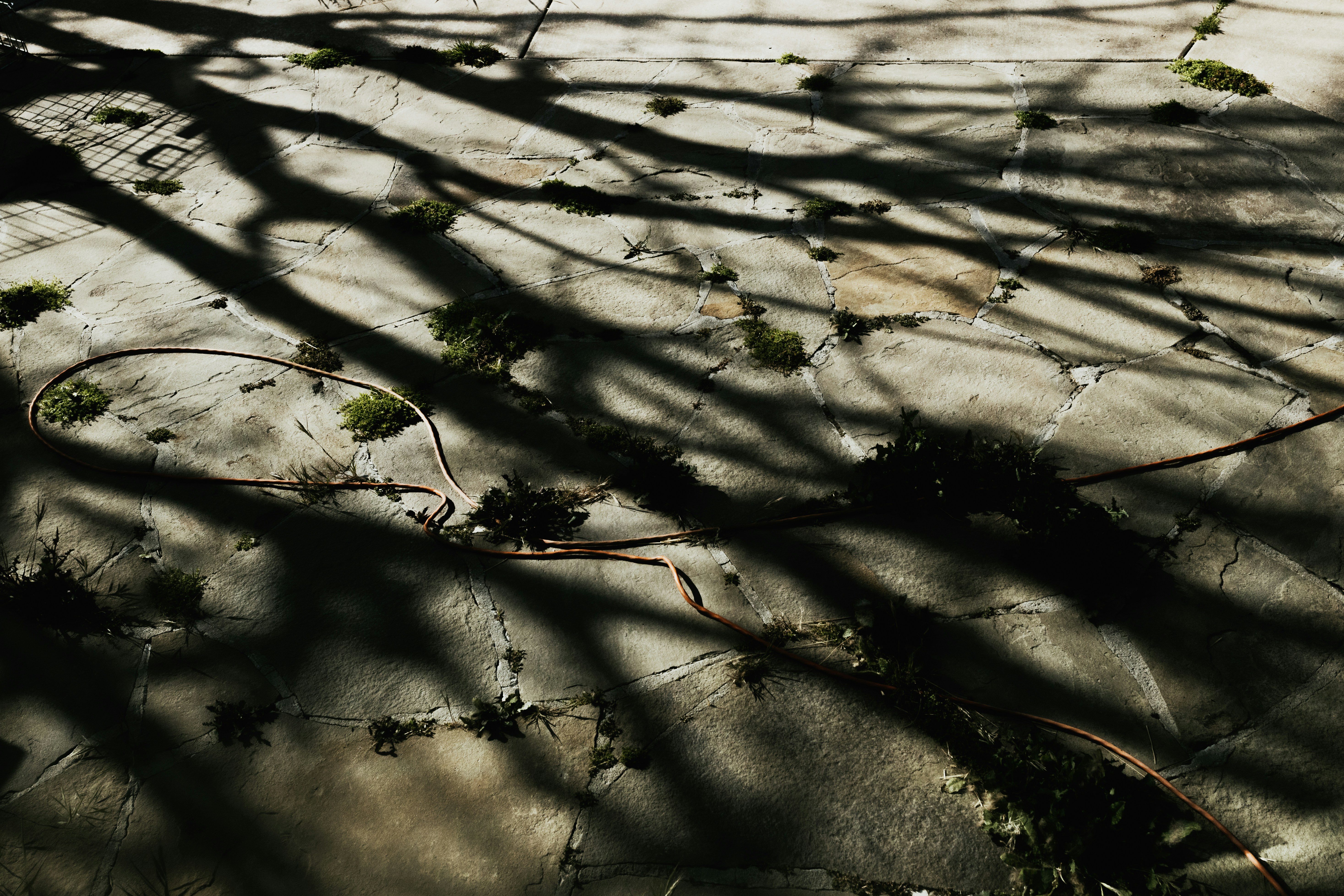 Shadow Of The Trees Pictures | Download Free Images on Unsplash