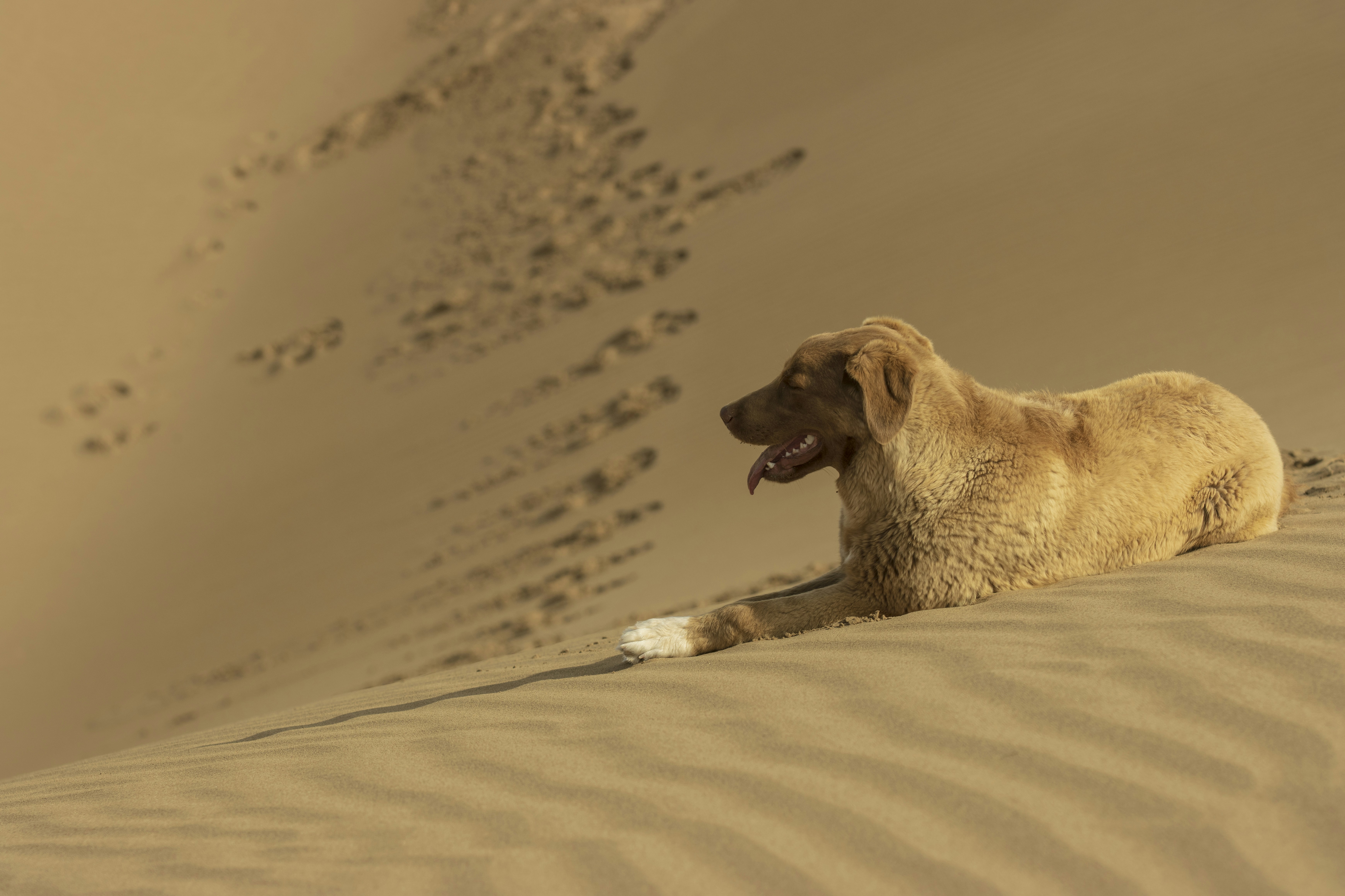 Dusty Horizon Guardian: A Labrador Resting on the Dune