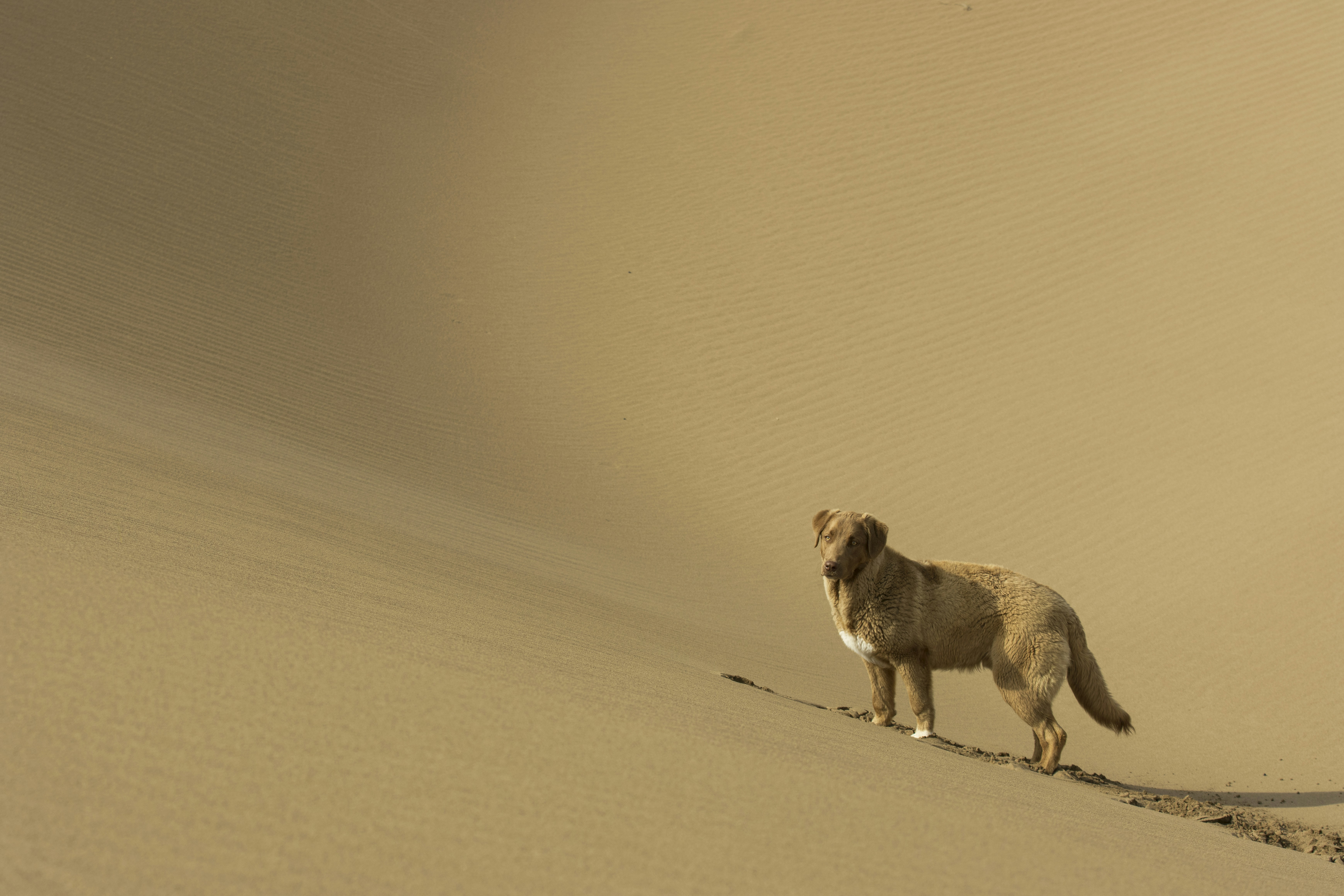 Solitary Strider on Golden Dunes