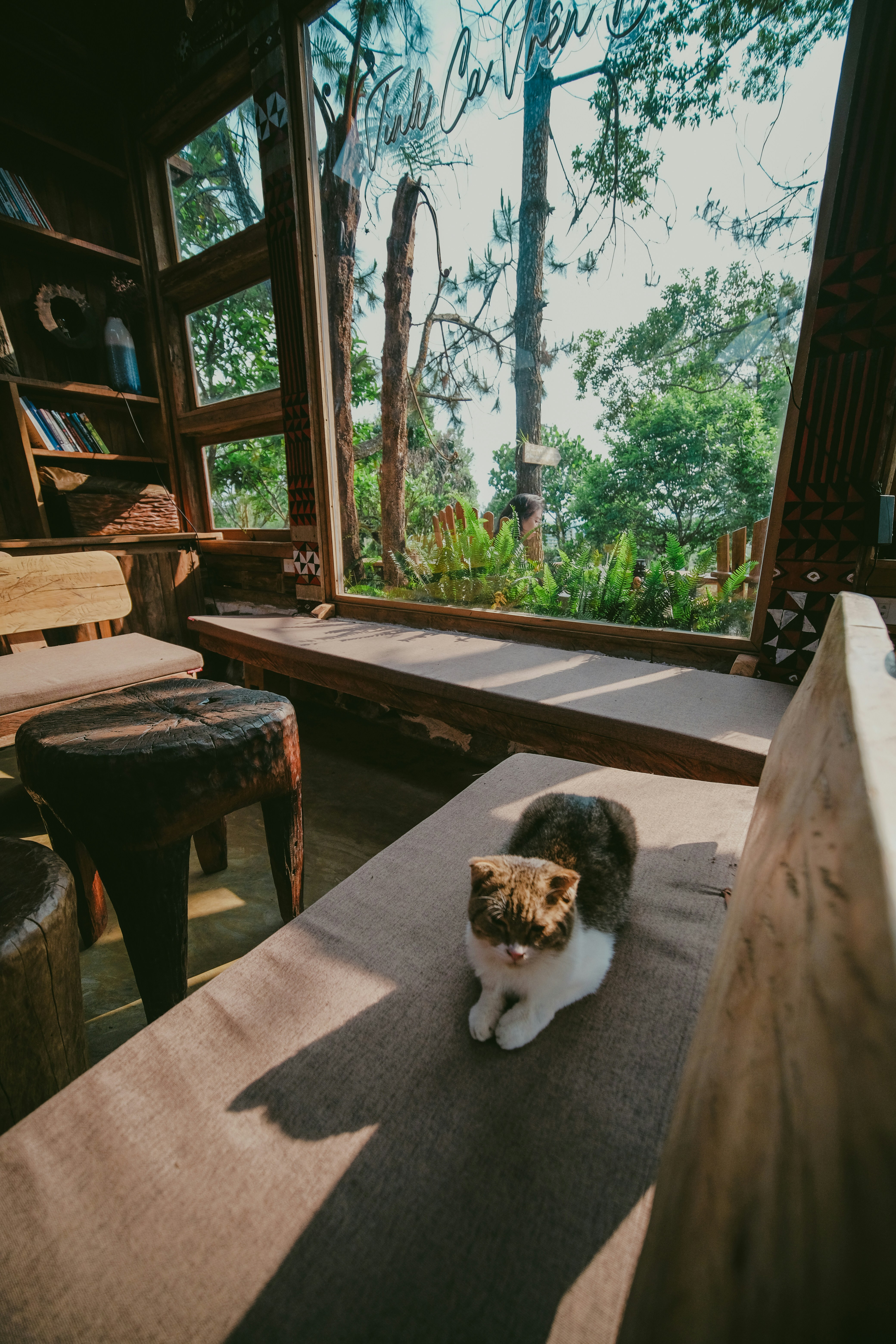 Sunlit Cat at the Window Bench