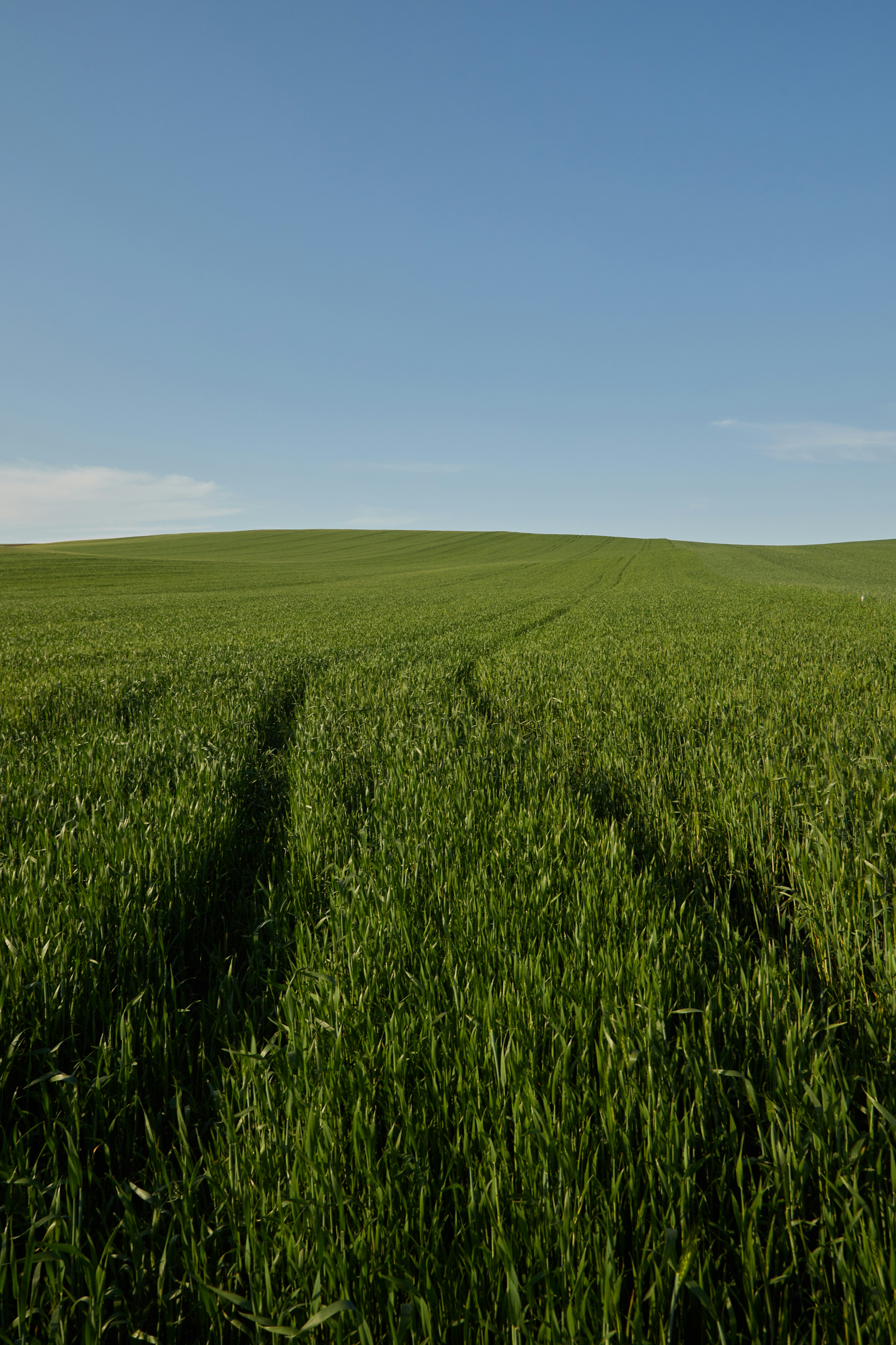 A field of green grass with a blue sky in the background photo – Free ...