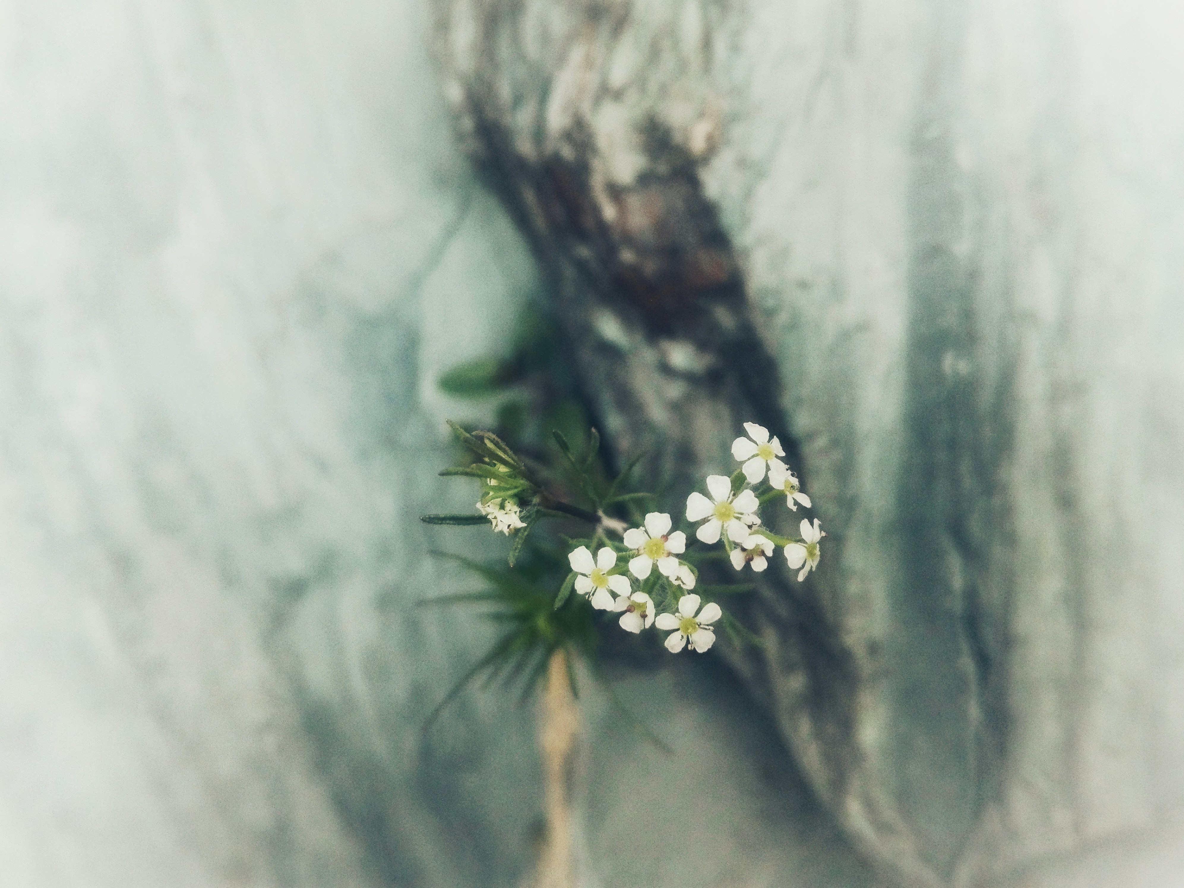 Crevice Bloom: White Flowers Finding Light in Weathered Stone