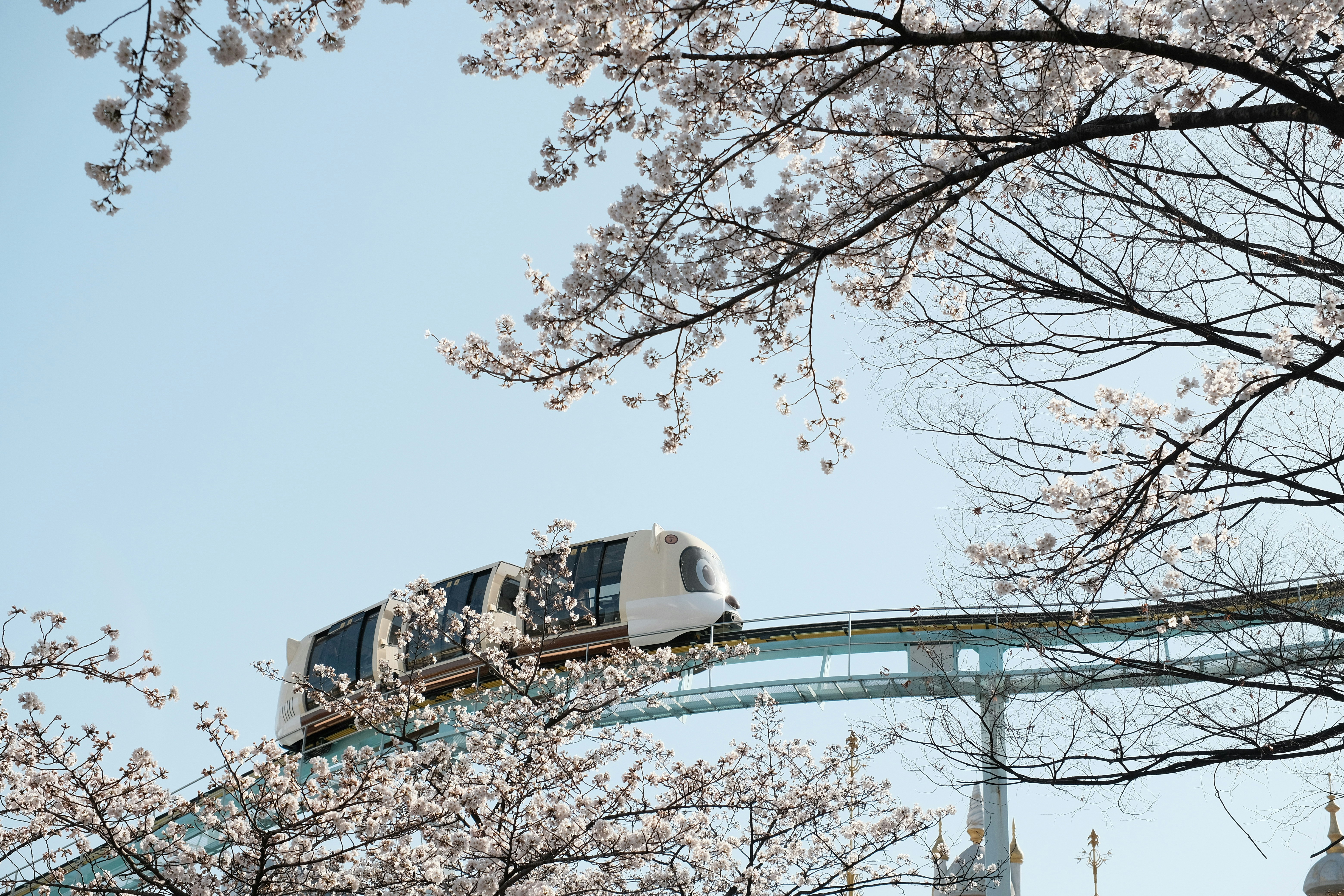 Sakura Express Skims the Glass Bridge