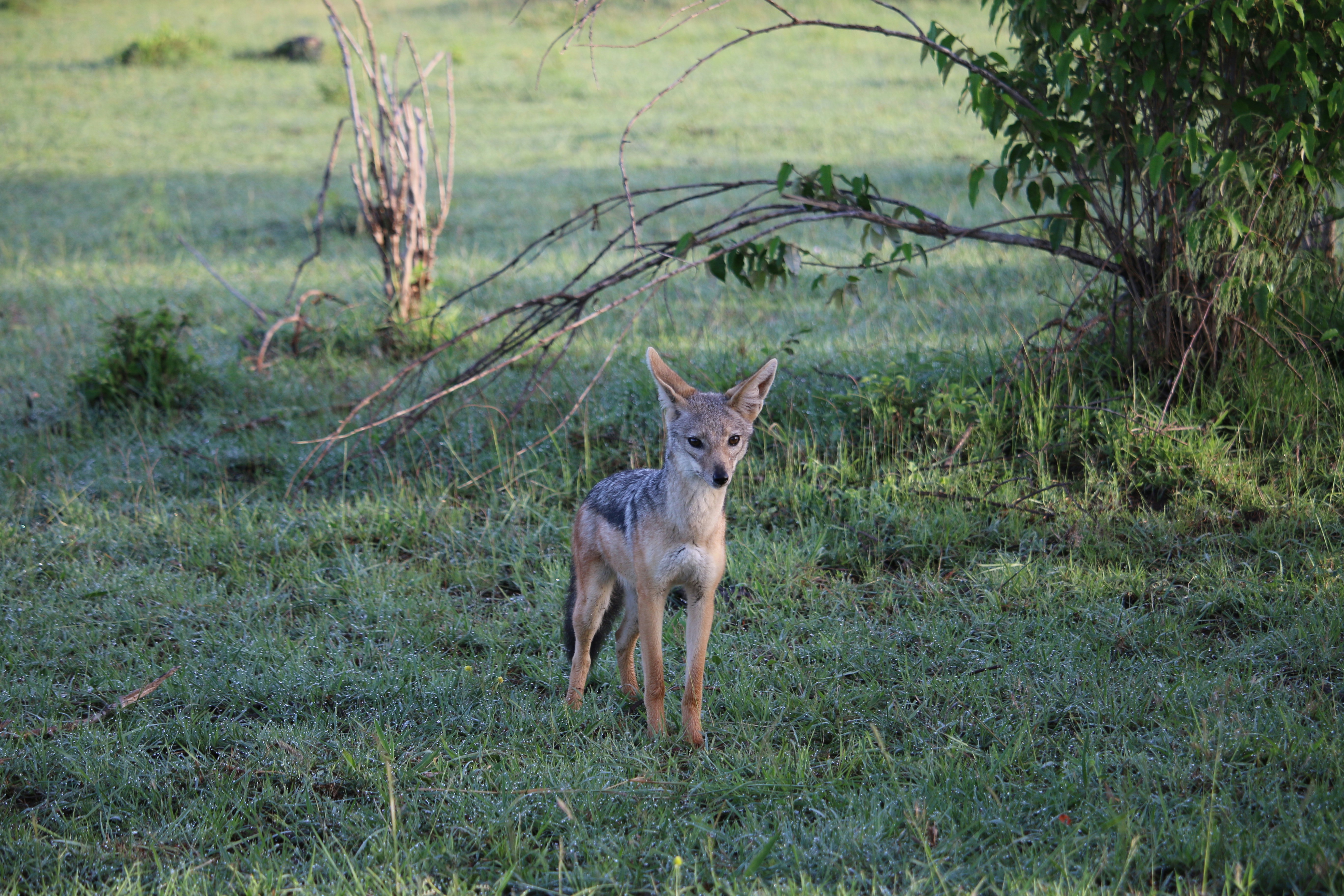 Quiet Sentinel in the Meadow: A Young Coyote
