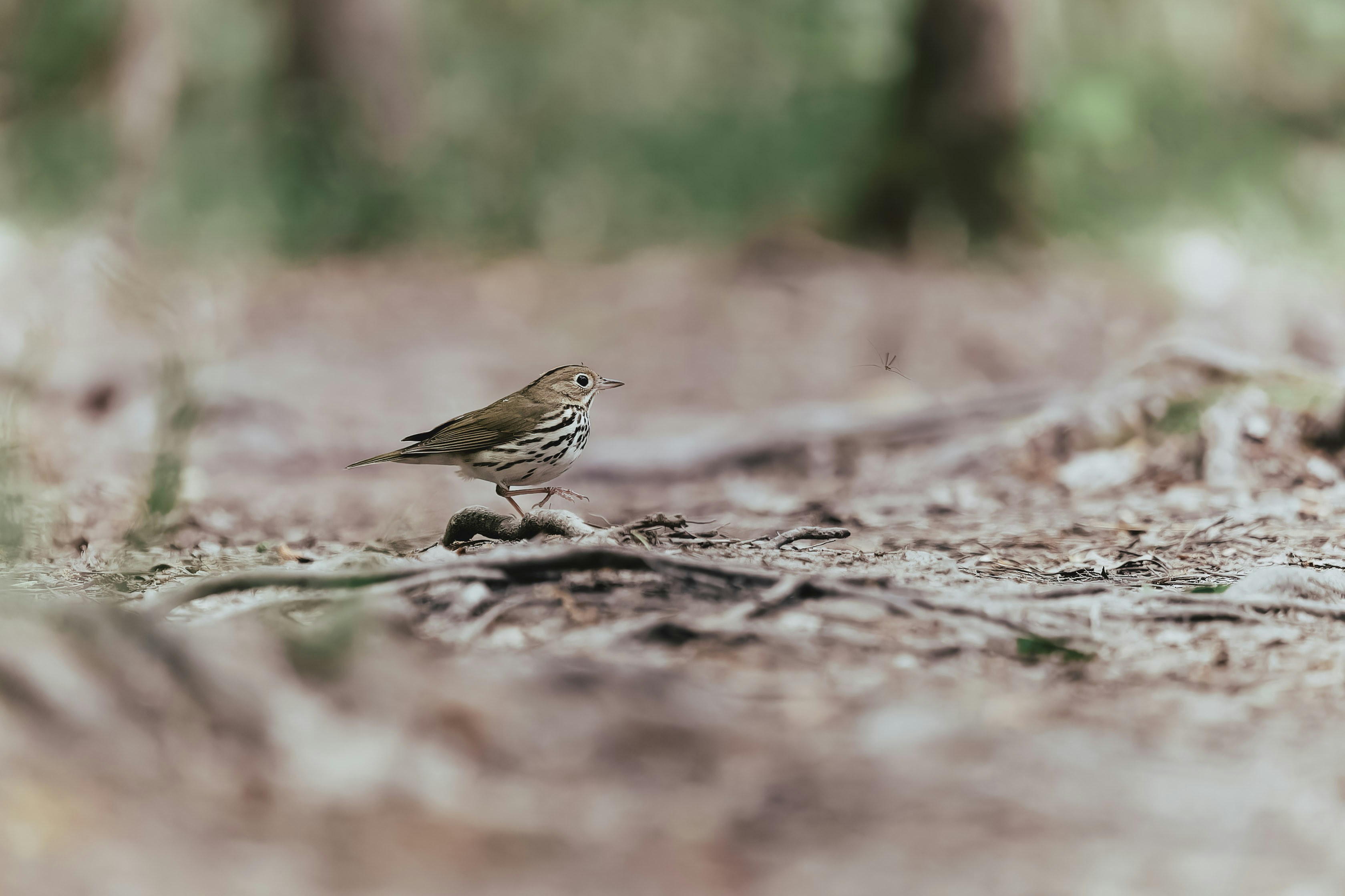 A small bird is standing on the ground photo – Free Usa Image on Unsplash