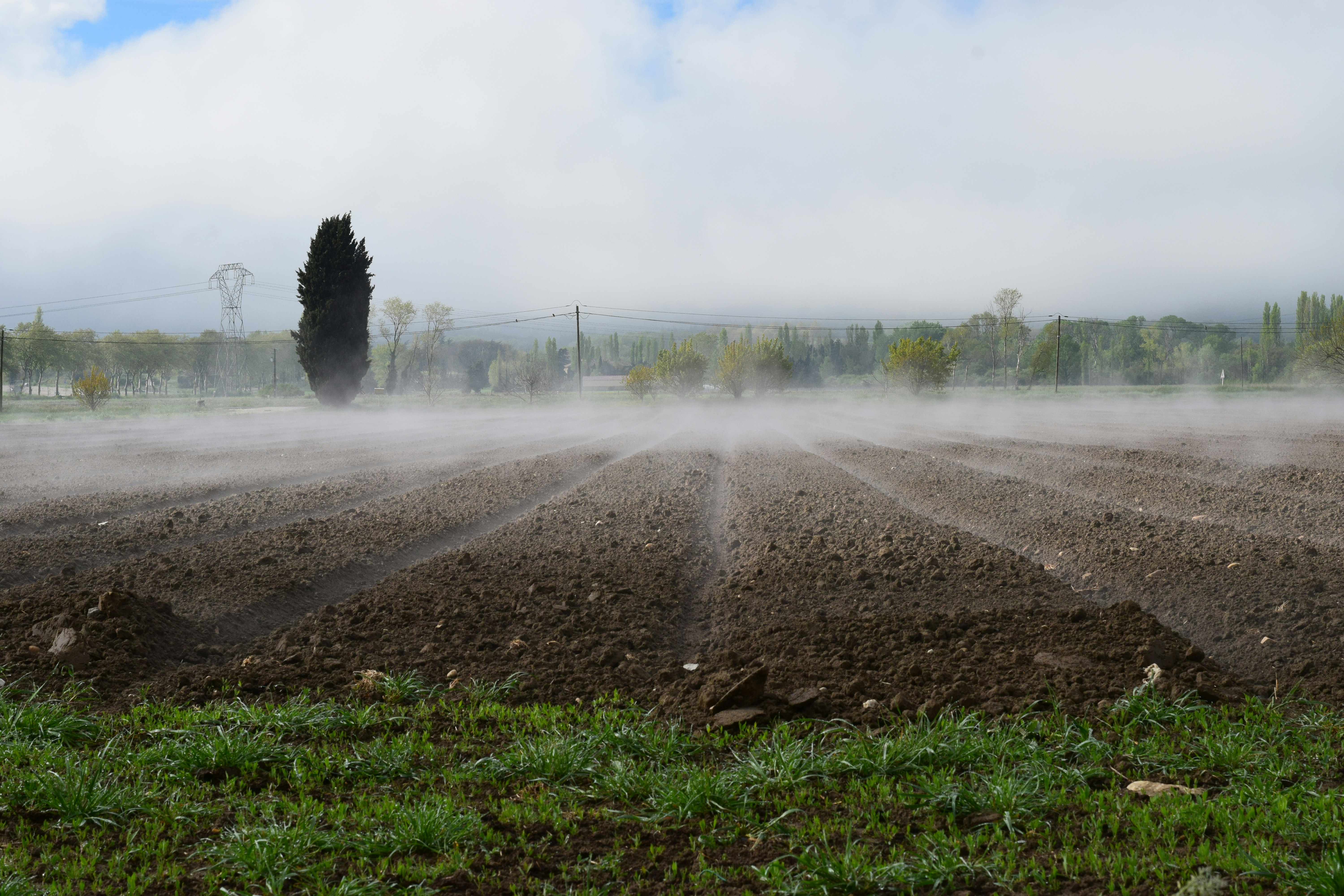 Whispering Mist Rides the Plowed Rows at First Light