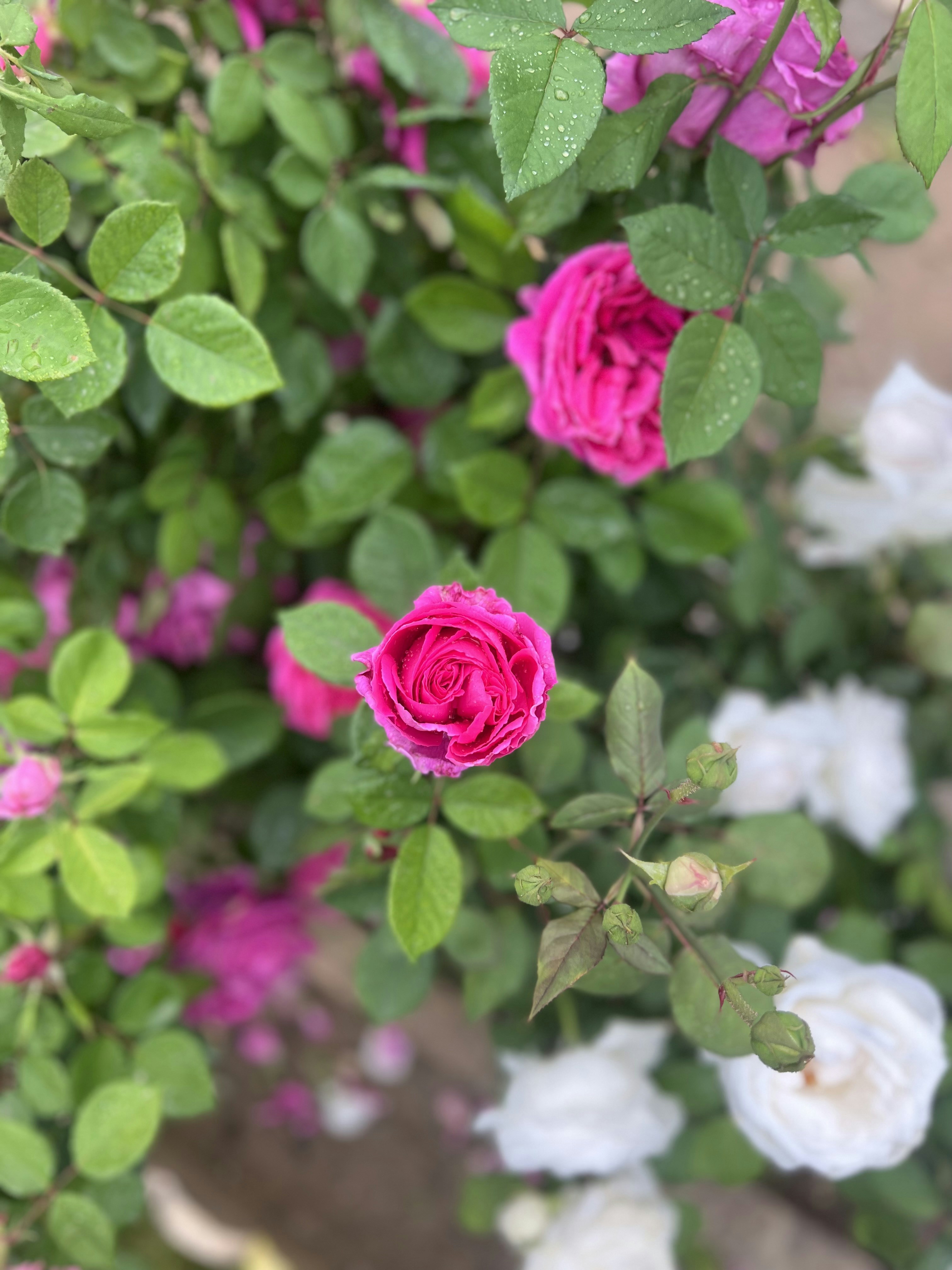 Janan Shakir (@janan1993) | Comunidade de fotos da Unsplash