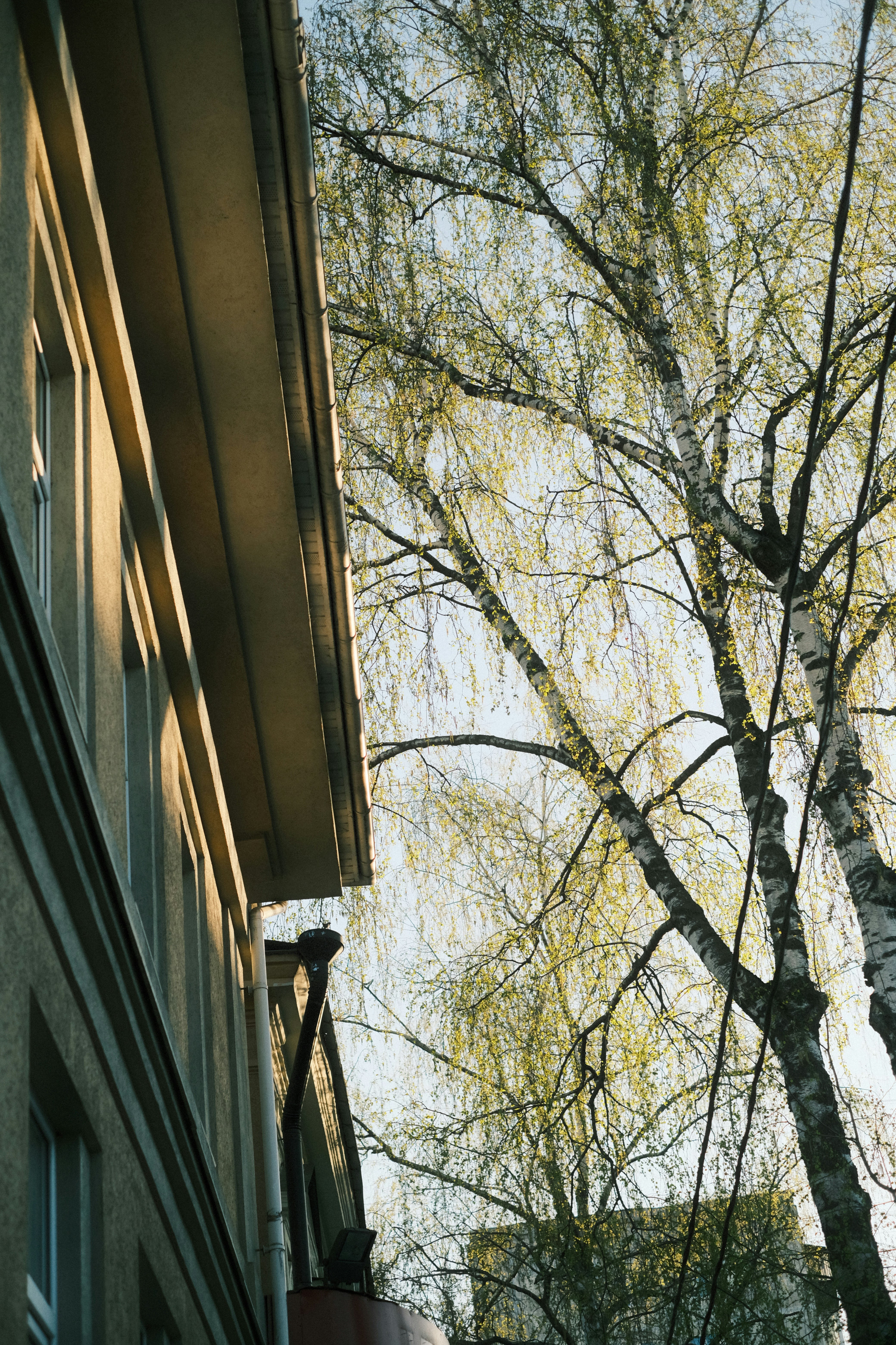 Edge of the Eave: Spring Birch Frame Beside a Gabled Wall