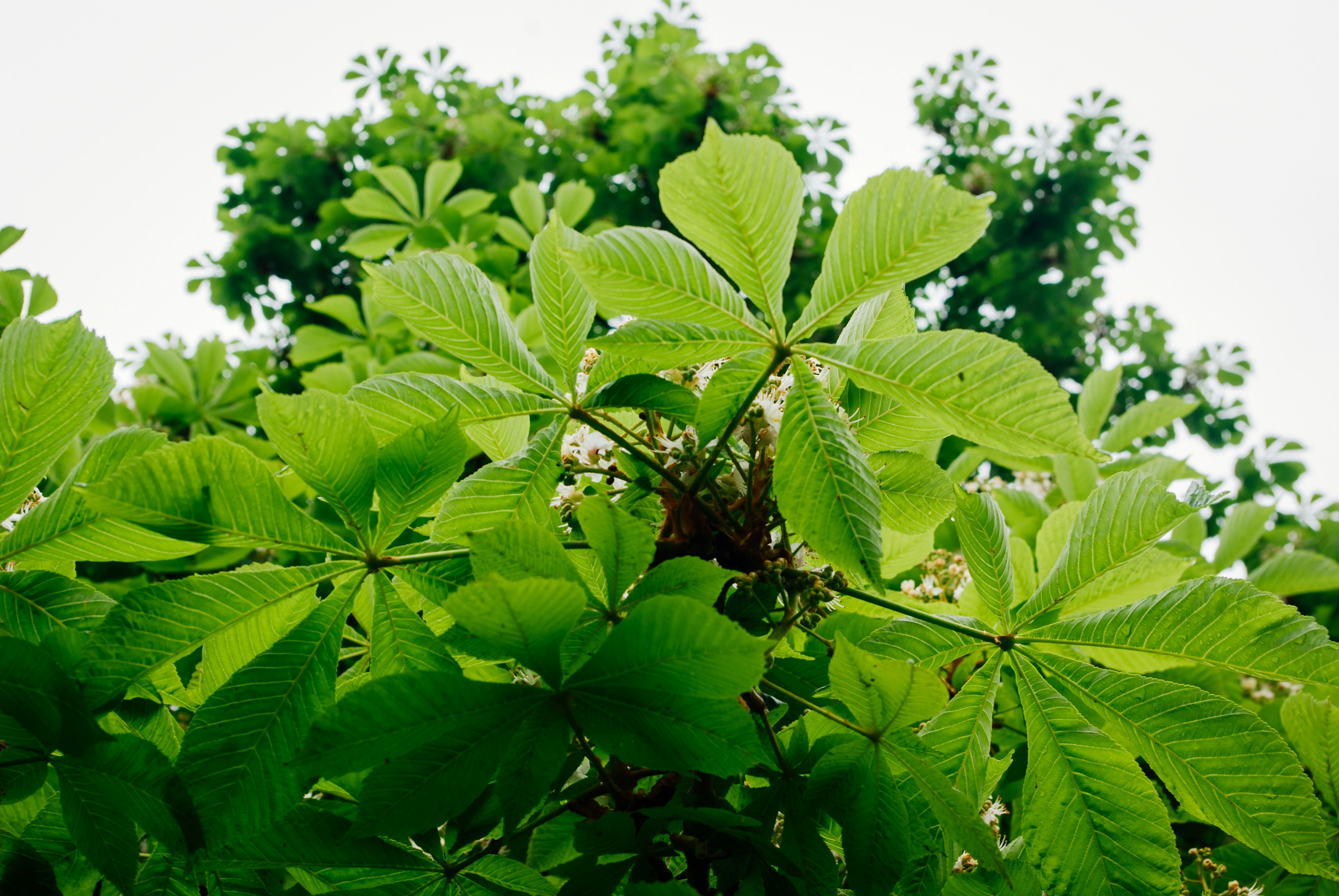 Emerald Whorl: Fresh Palmate Leaves Tower Overhead