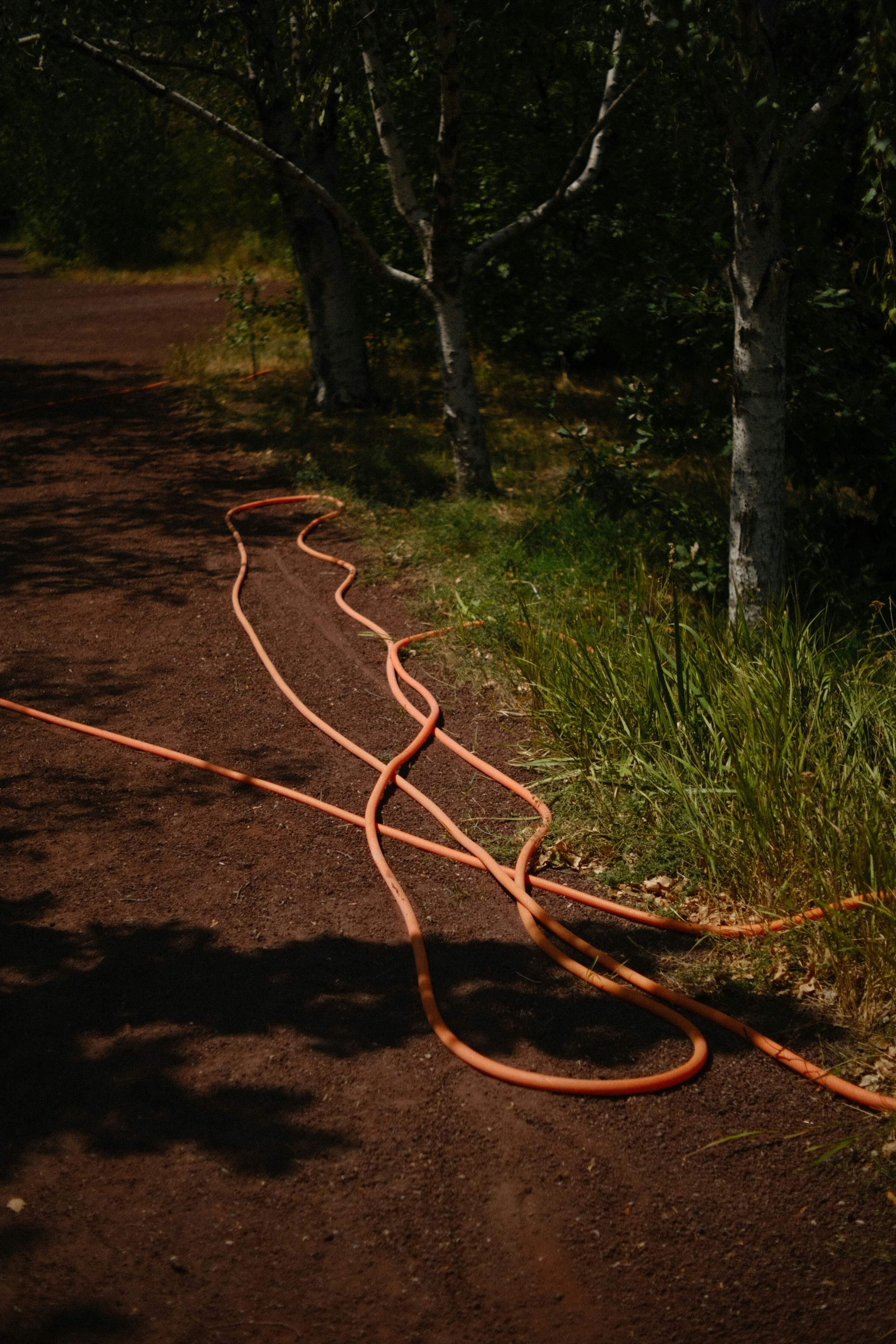 Winding Orange Extension Cord Traverses a Shadowed Forest Path